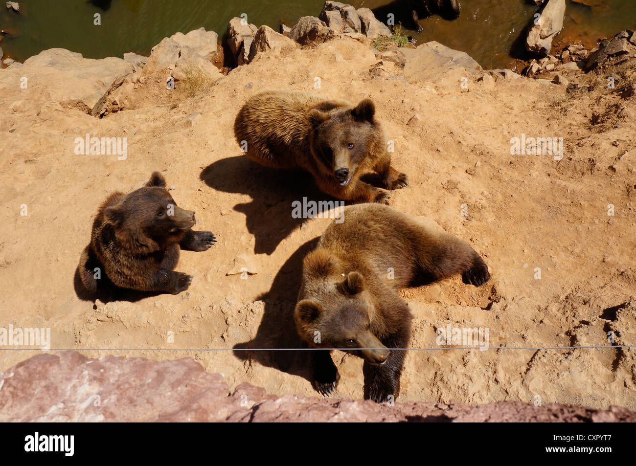 Brown Bears Eating People