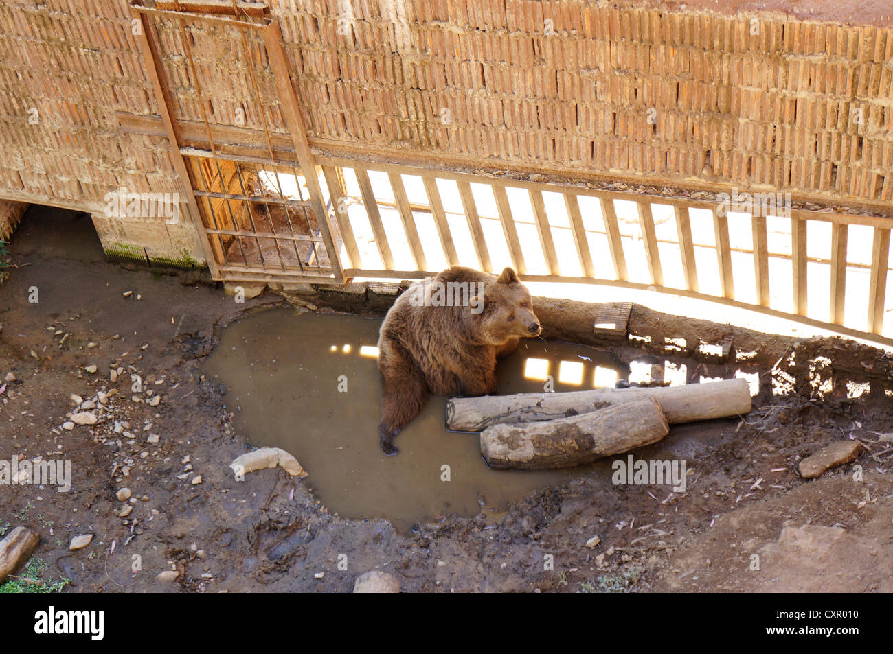 A brown Bear OSOS PARDOS (Ursus Arctos), standing in river at La ...