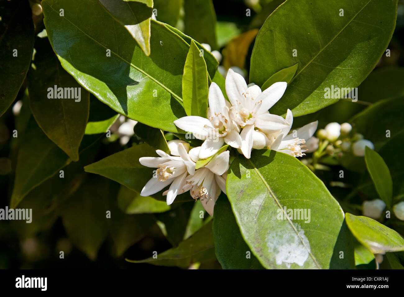 Orange tree flowers hi-res stock photography and images - Alamy