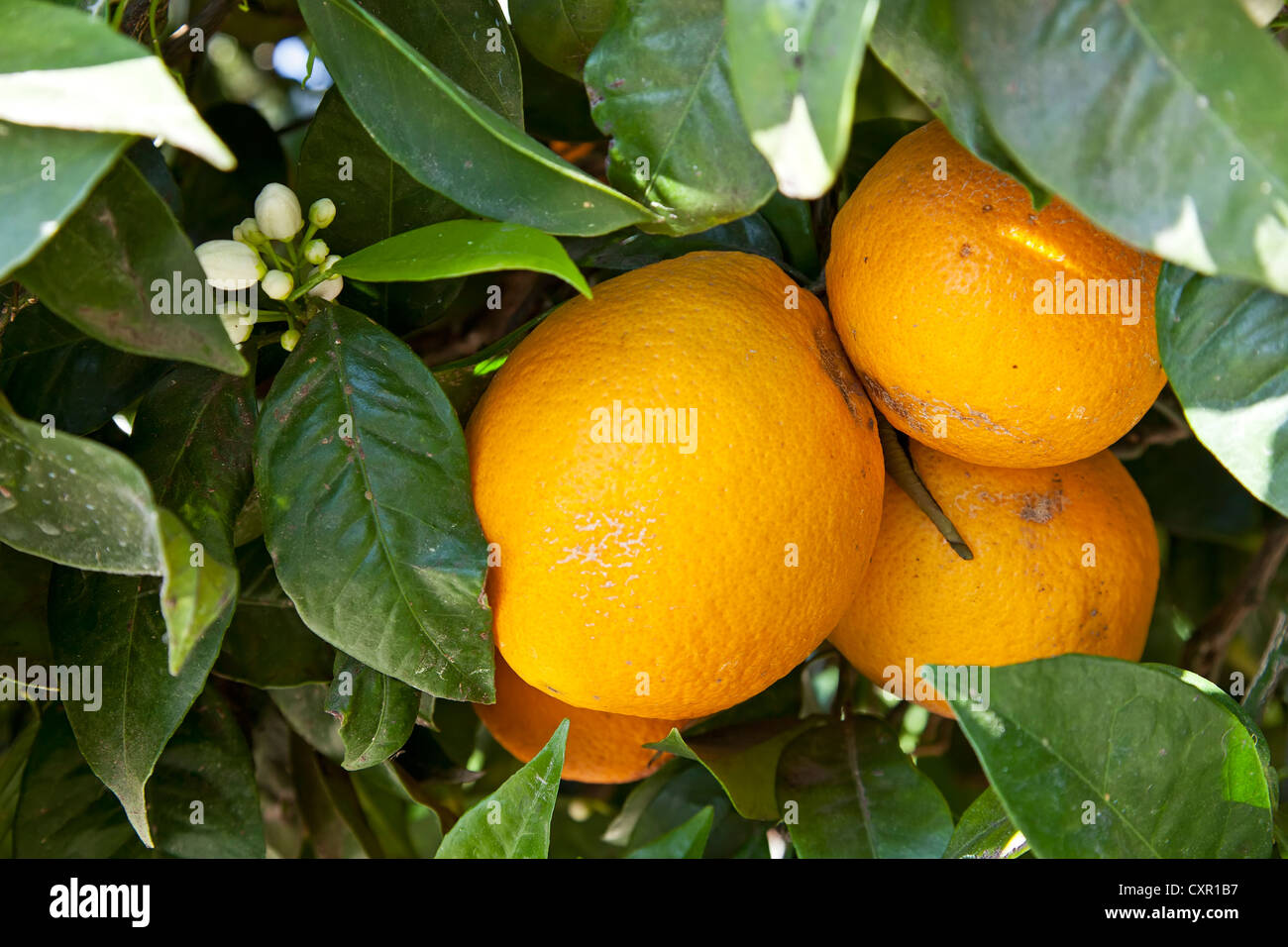Botany oranges hi-res stock photography and images - Alamy