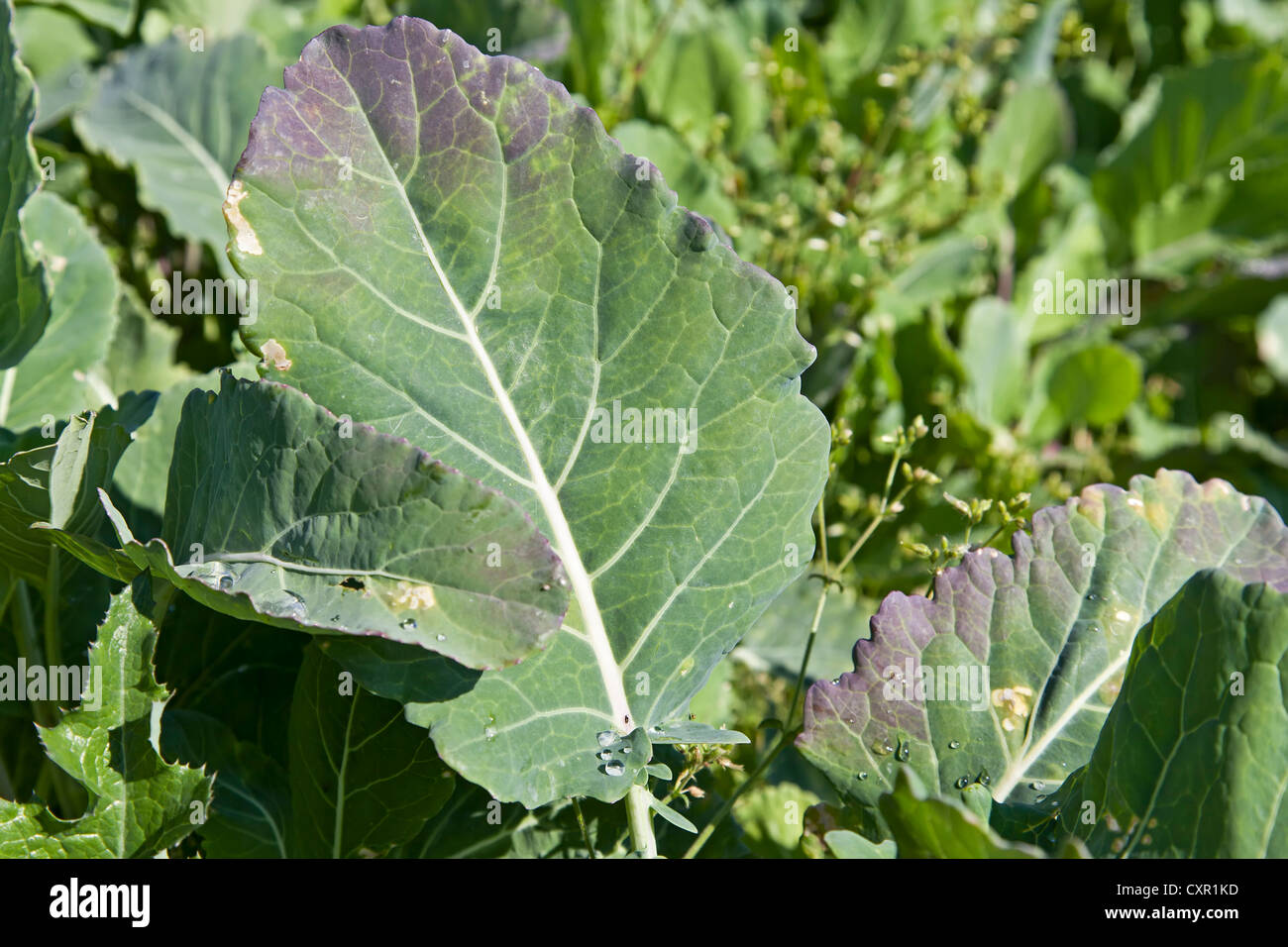 Collard greens hi-res stock photography and images - Alamy
