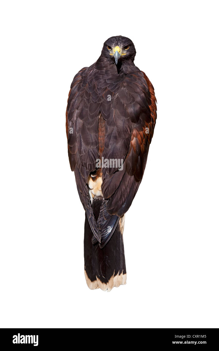 Majestic eagle seen from back isolated on white background Stock Photo ...