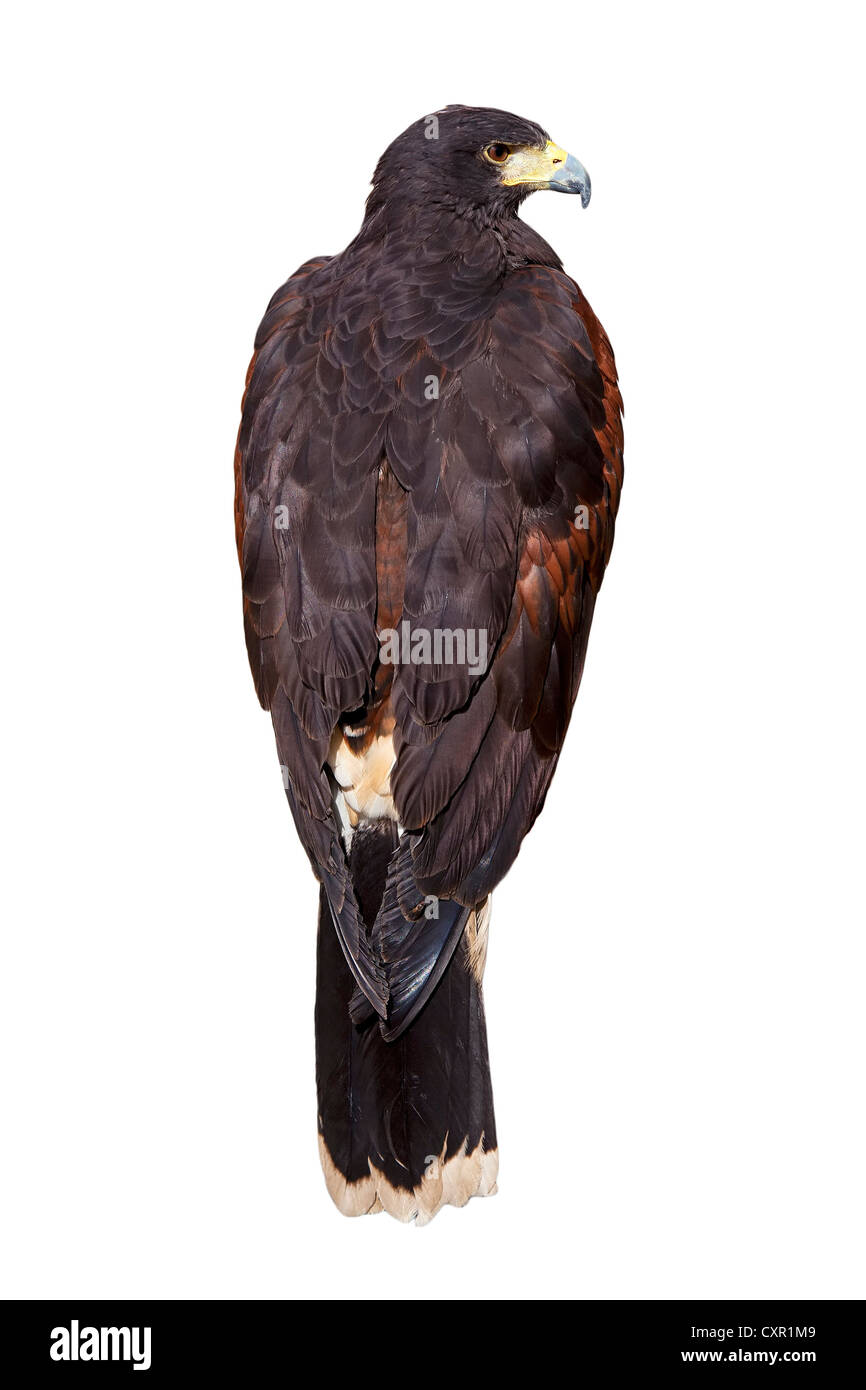 Majestic eagle seen from back isolated on white background Stock Photo ...