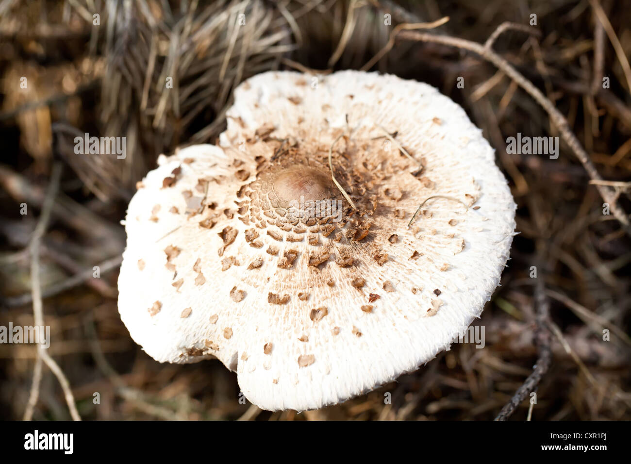 Poisonous Toadstool Stock Photos & Poisonous Toadstool Stock Images - Alamy