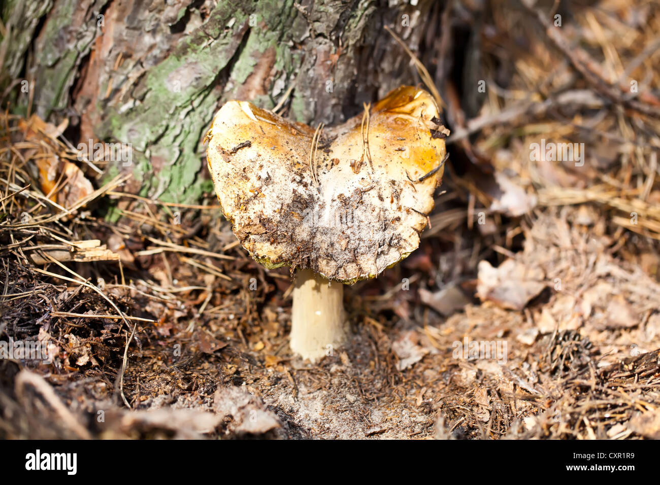 Small brown poisonous fungus in the forest hi-res stock photography and ...
