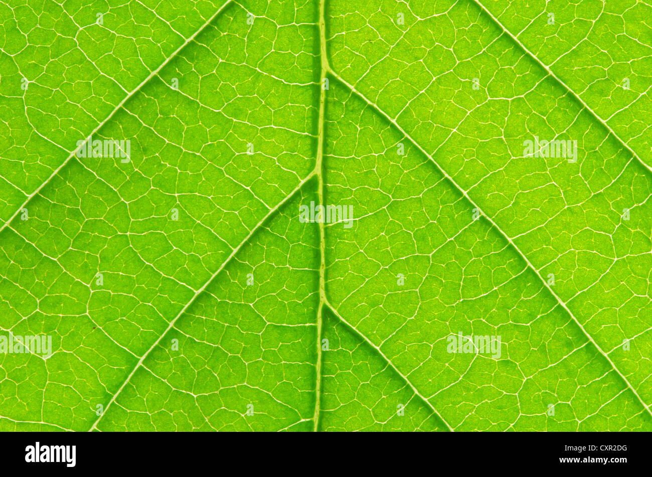 structure of leaf natural background Stock Photo - Alamy