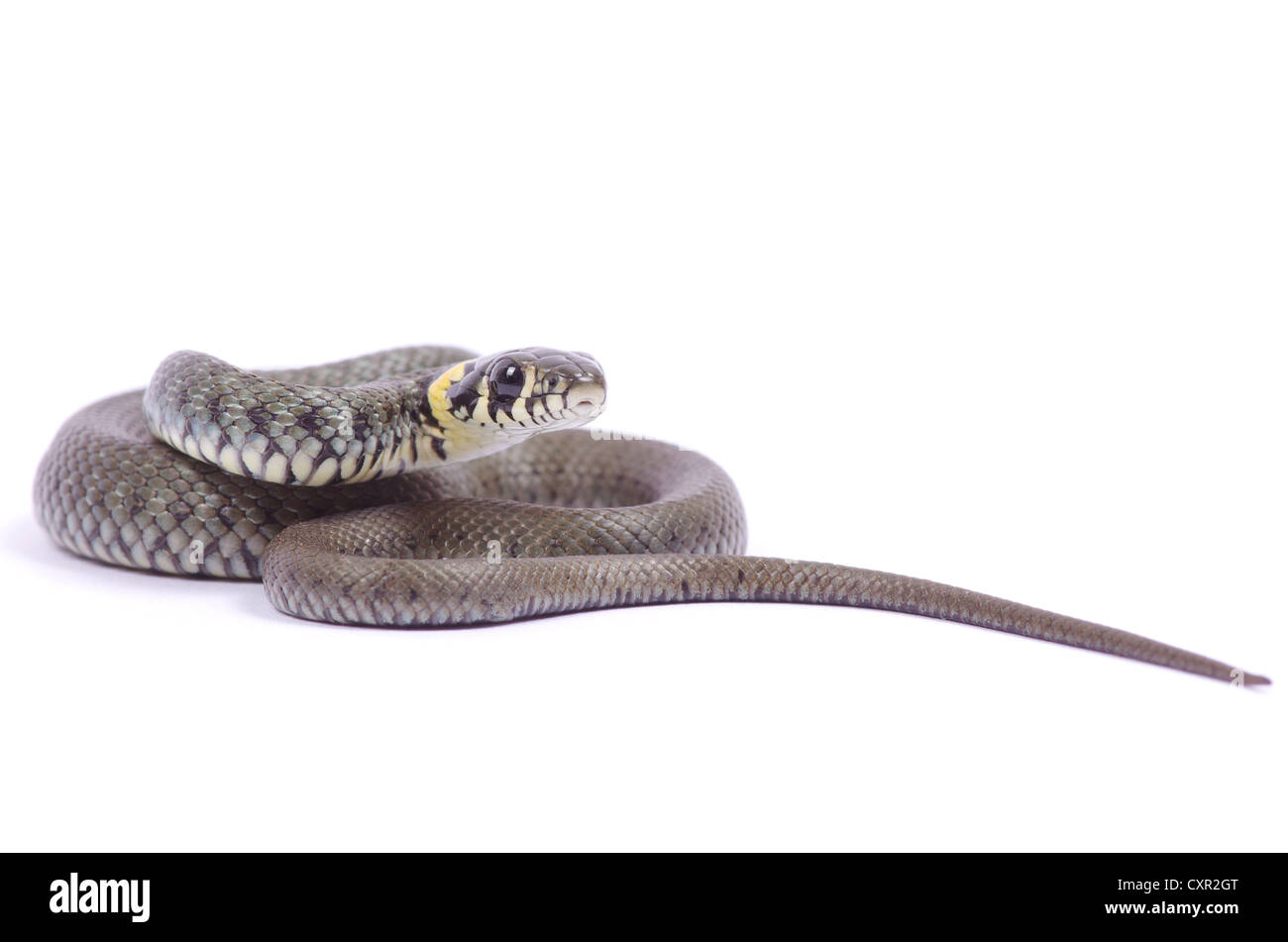 snake isolated on white background Stock Photo - Alamy