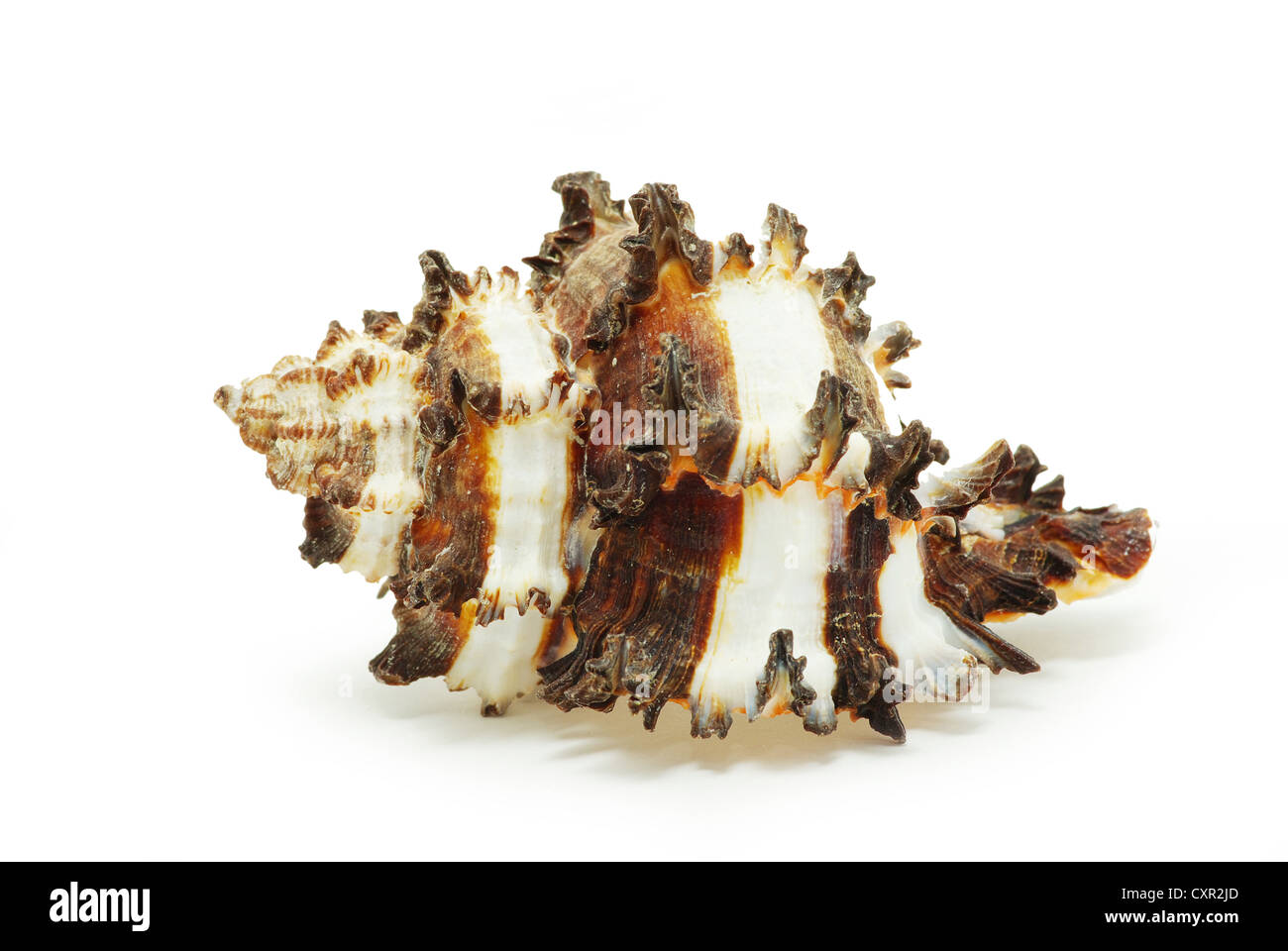 Sea shell isolated on white background Stock Photo - Alamy