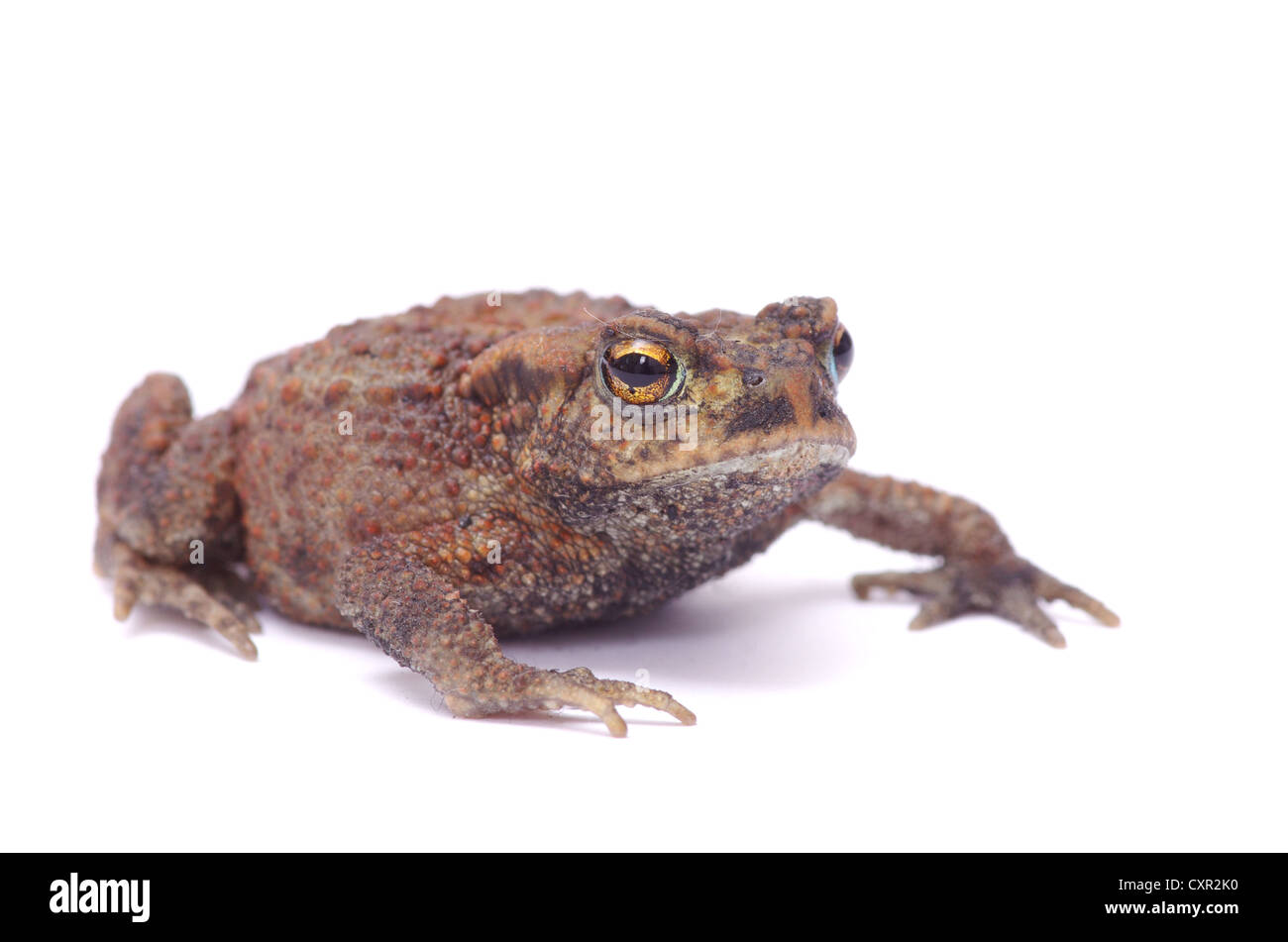 Fat frog hi-res stock photography and images - Alamy