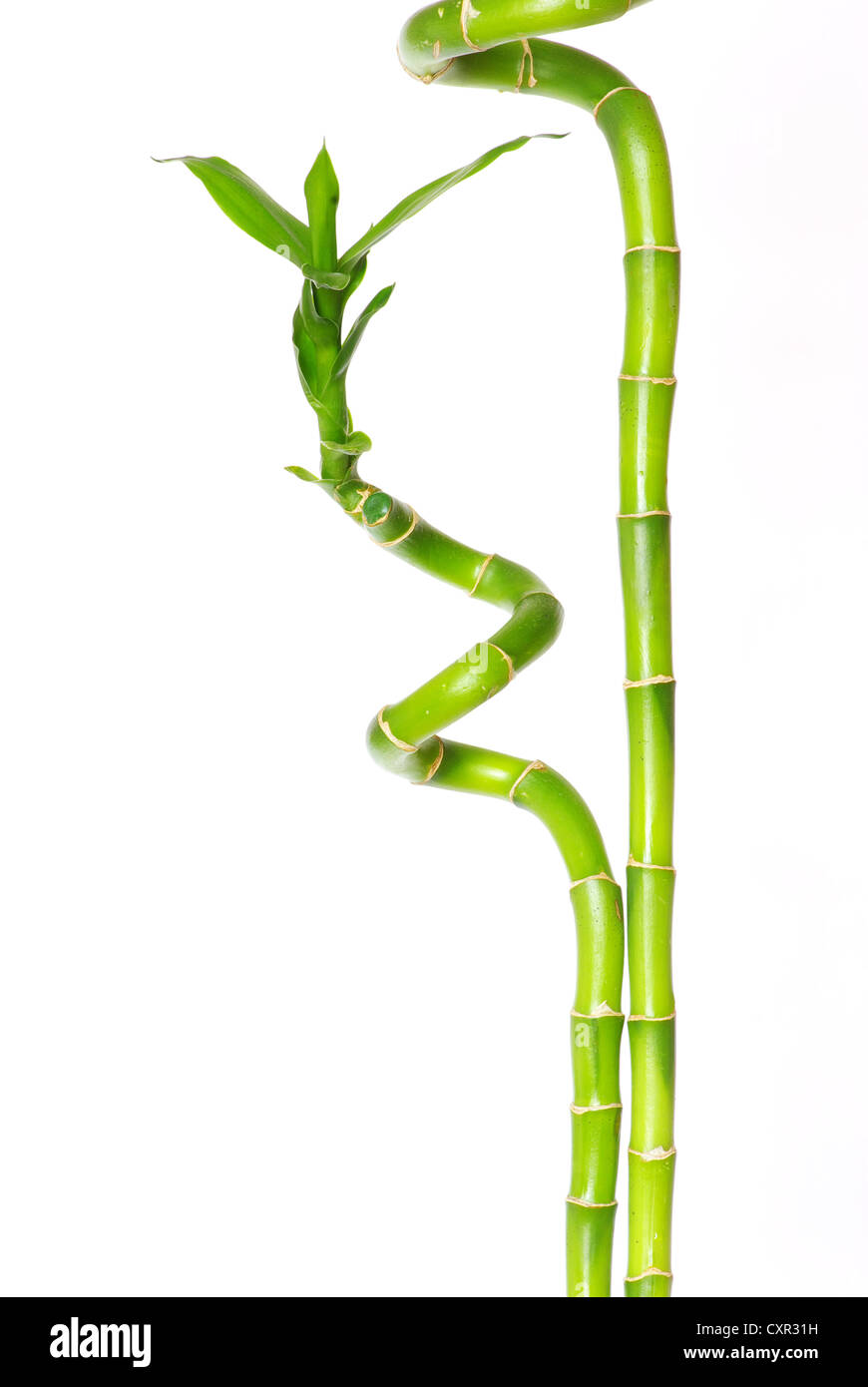 beautiful bamboo isolated on green background Stock Photo - Alamy