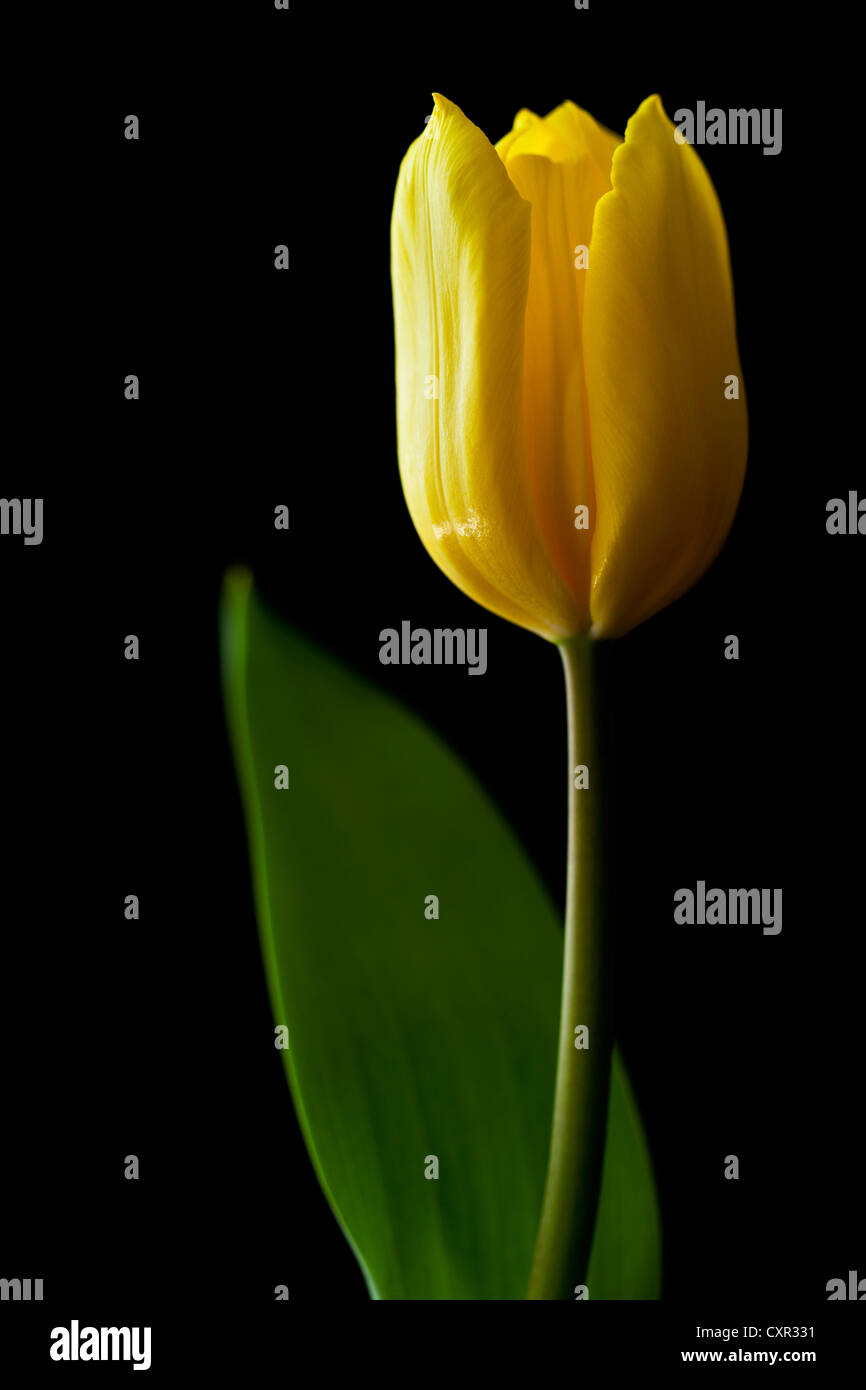 A single yellow tulip flower with leaf against a black background Stock ...