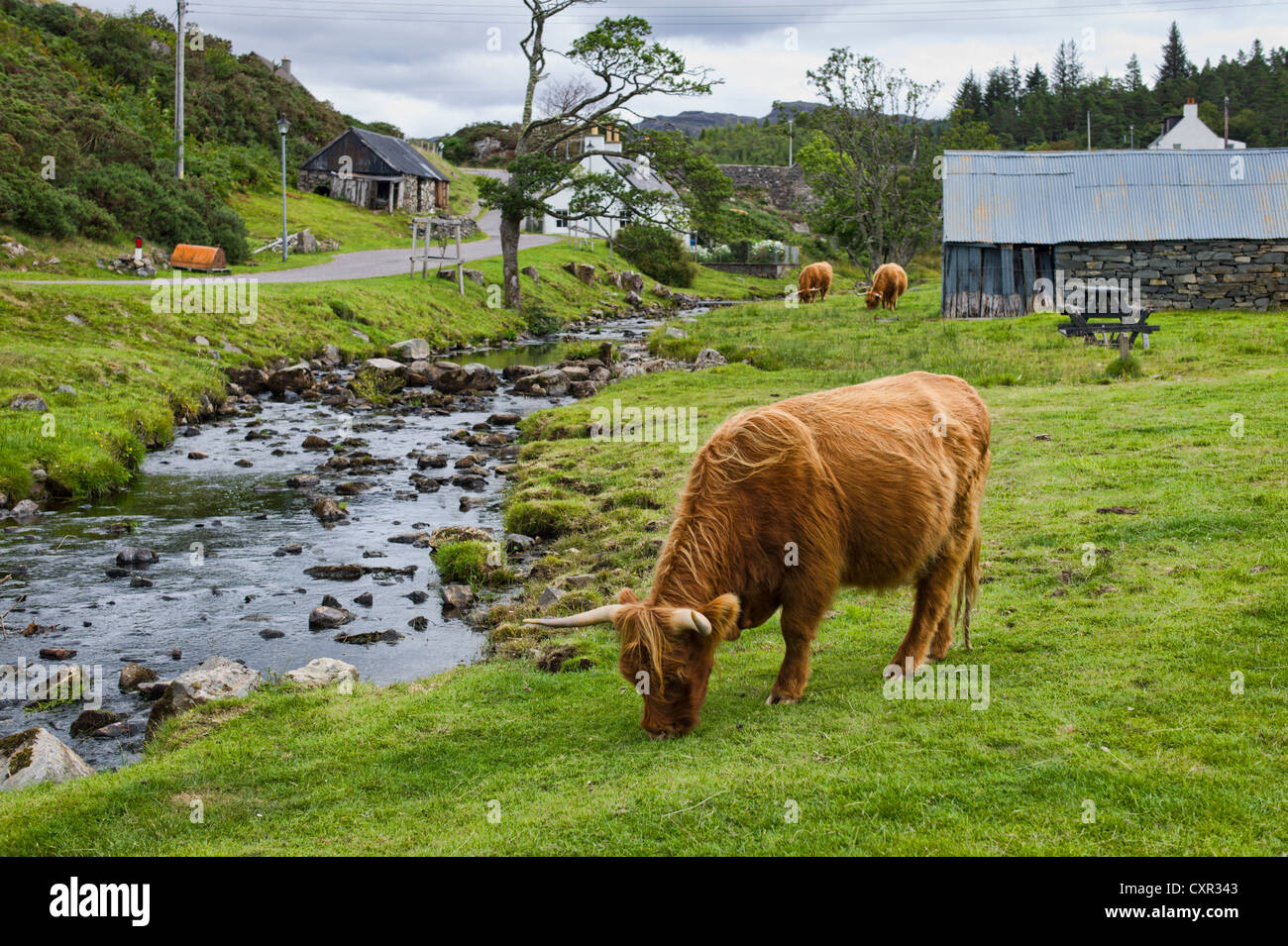 Highland cattle grazing in Duirinish village in Scottish Highlands UK ...