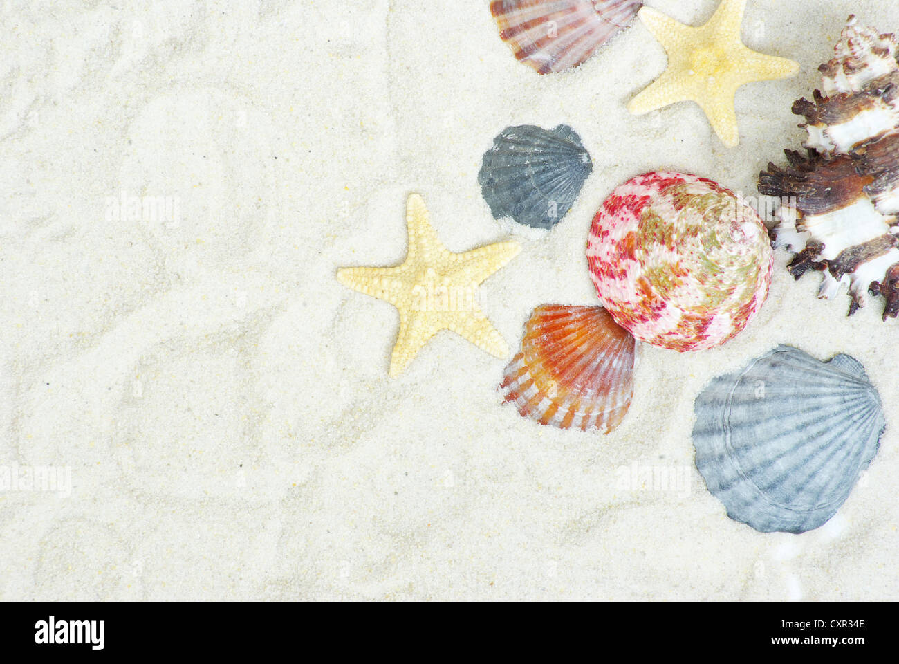 starfish and shells on the beach Stock Photo - Alamy