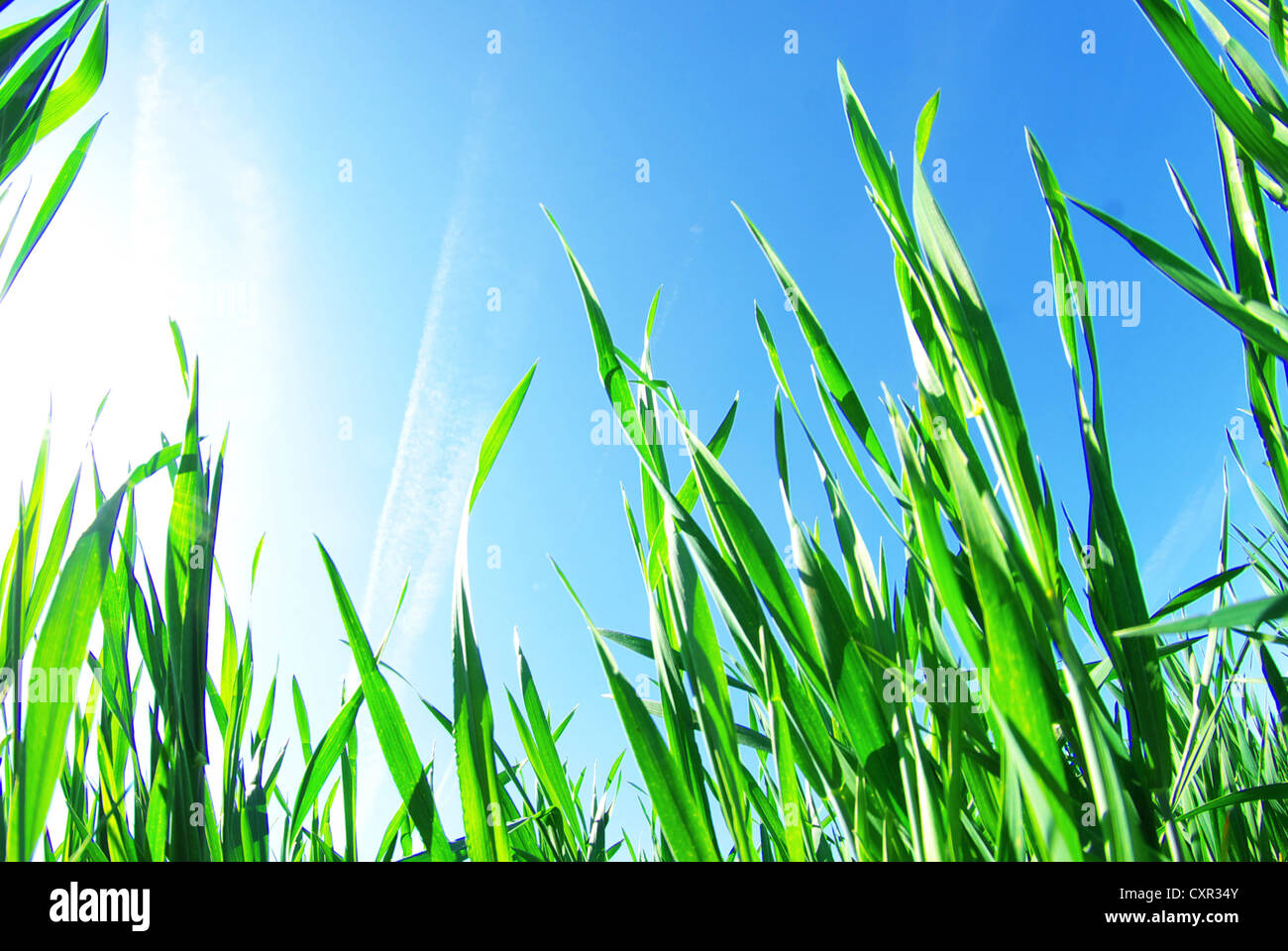 Lawn sky cut hi-res stock photography and images - Alamy