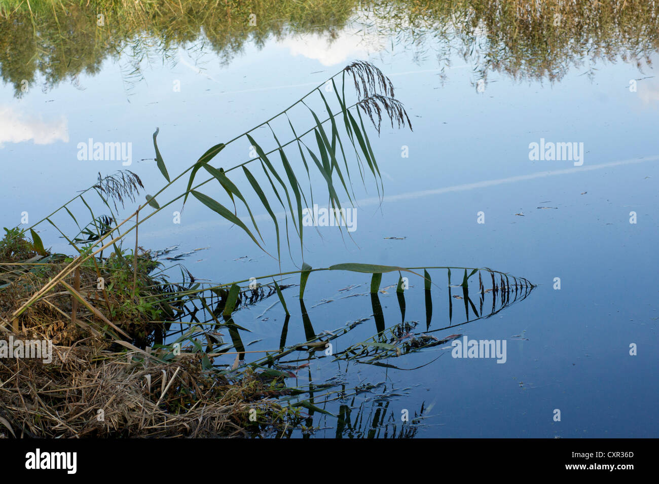 Reed at the waterside touching the water Stock Photo - Alamy