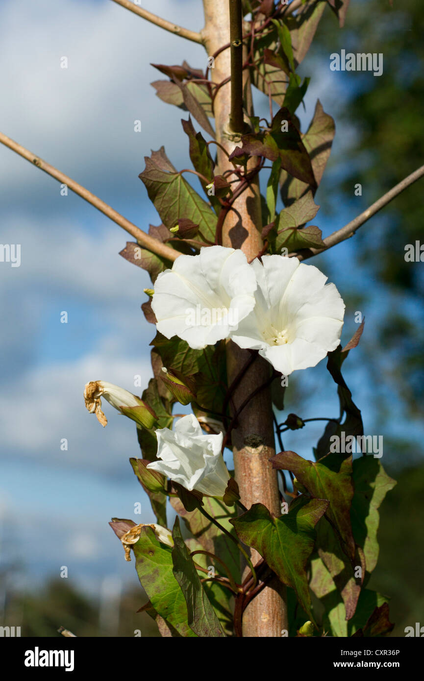 Field Bindweed around a branch with blue sky and clouds Stock Photo - Alamy