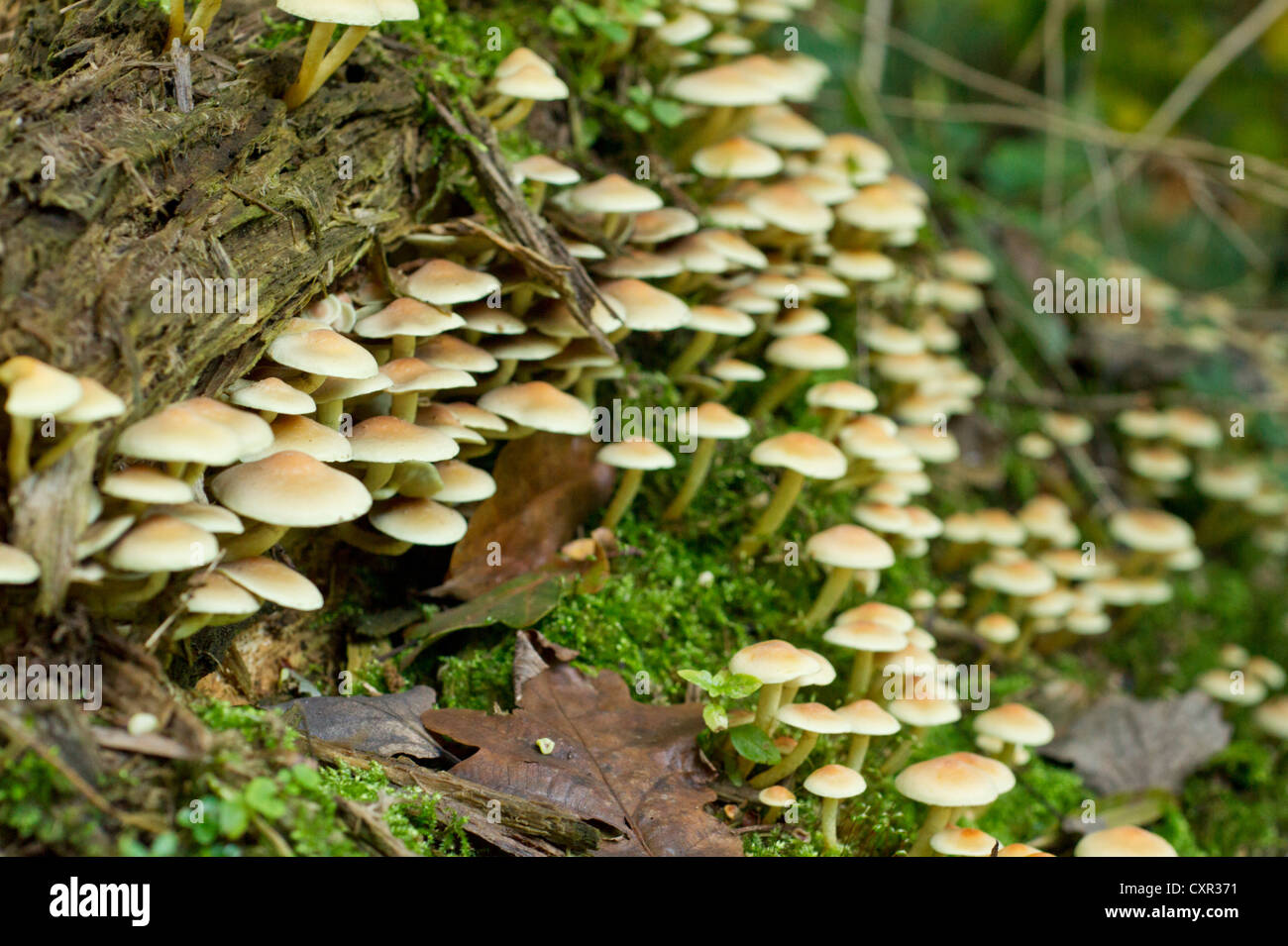 Fungi emerging in autumn Stock Photo - Alamy