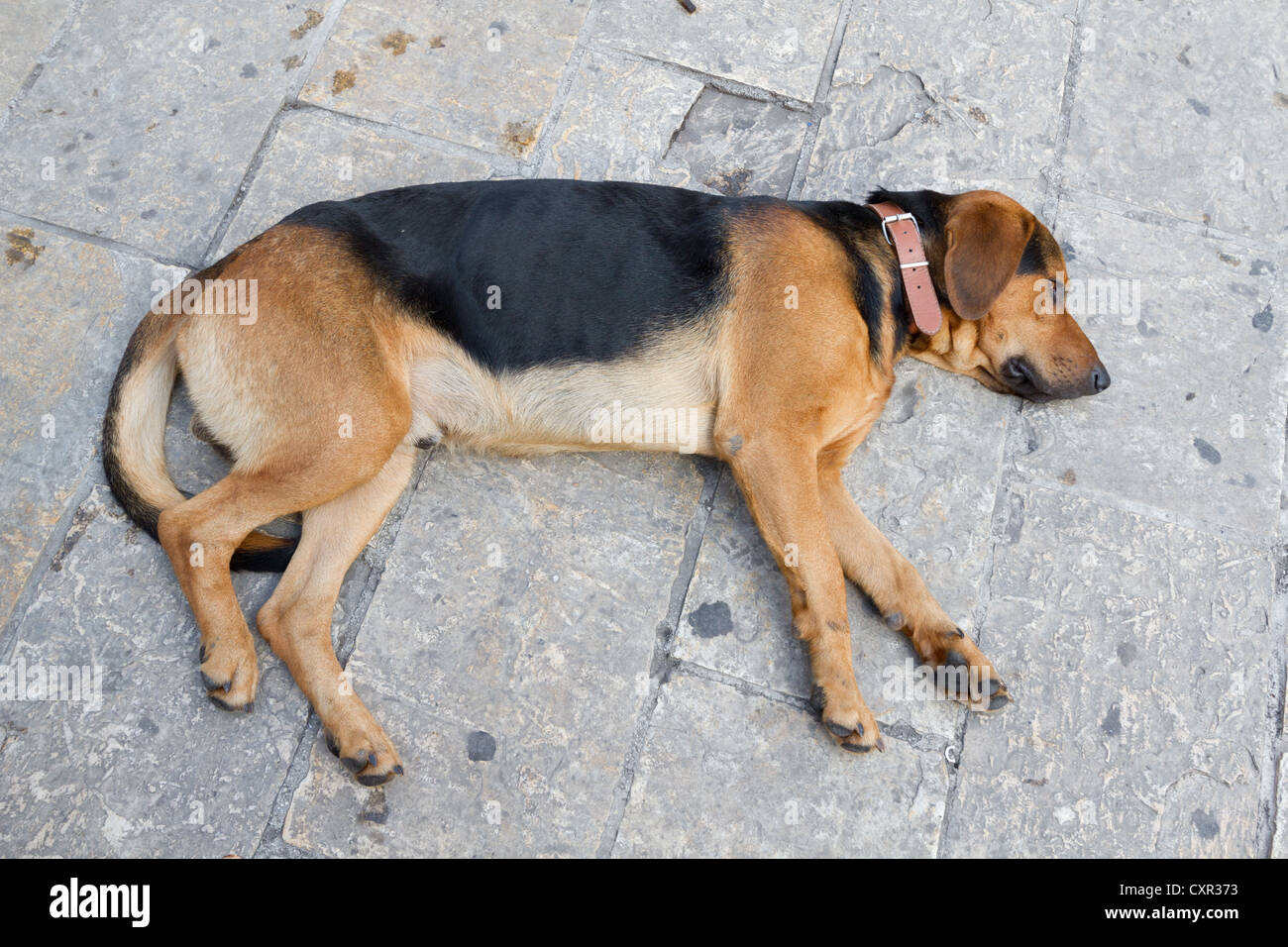 Lazy dog is resting Stock Photo - Alamy
