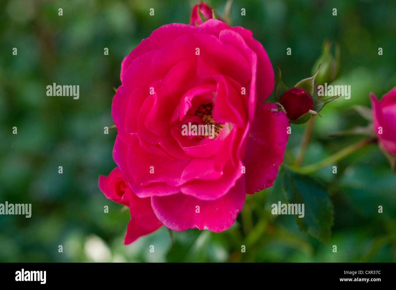 Pink rose blooming Stock Photo - Alamy