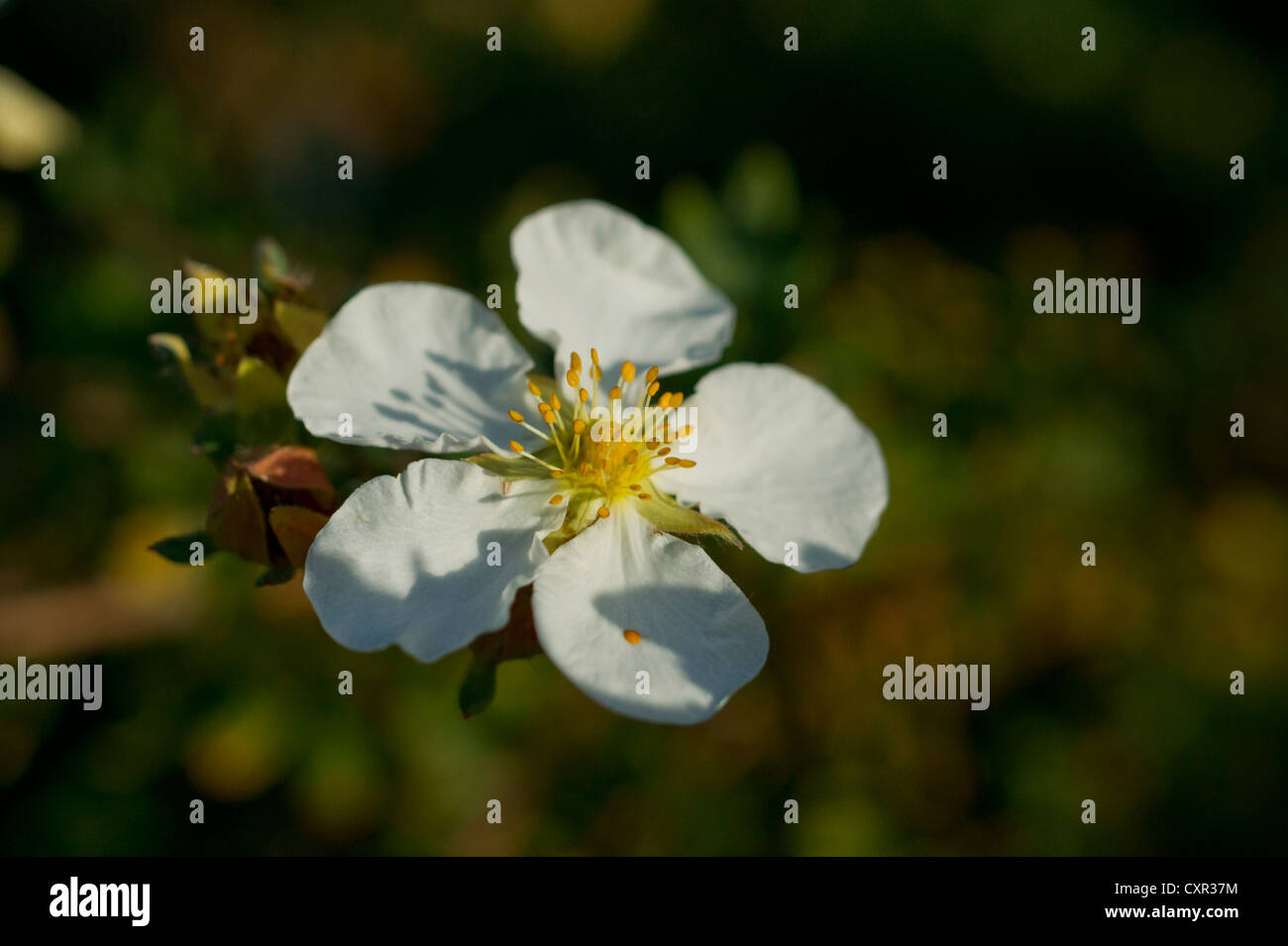 Small white rose in the sunlight Stock Photo - Alamy