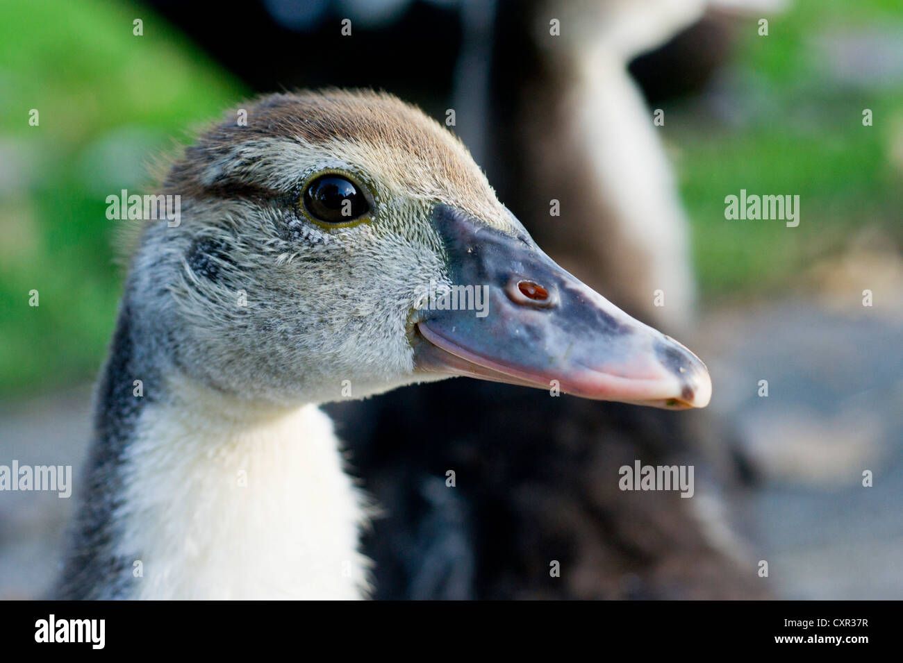 Duckling Close up Stock Photo - Alamy