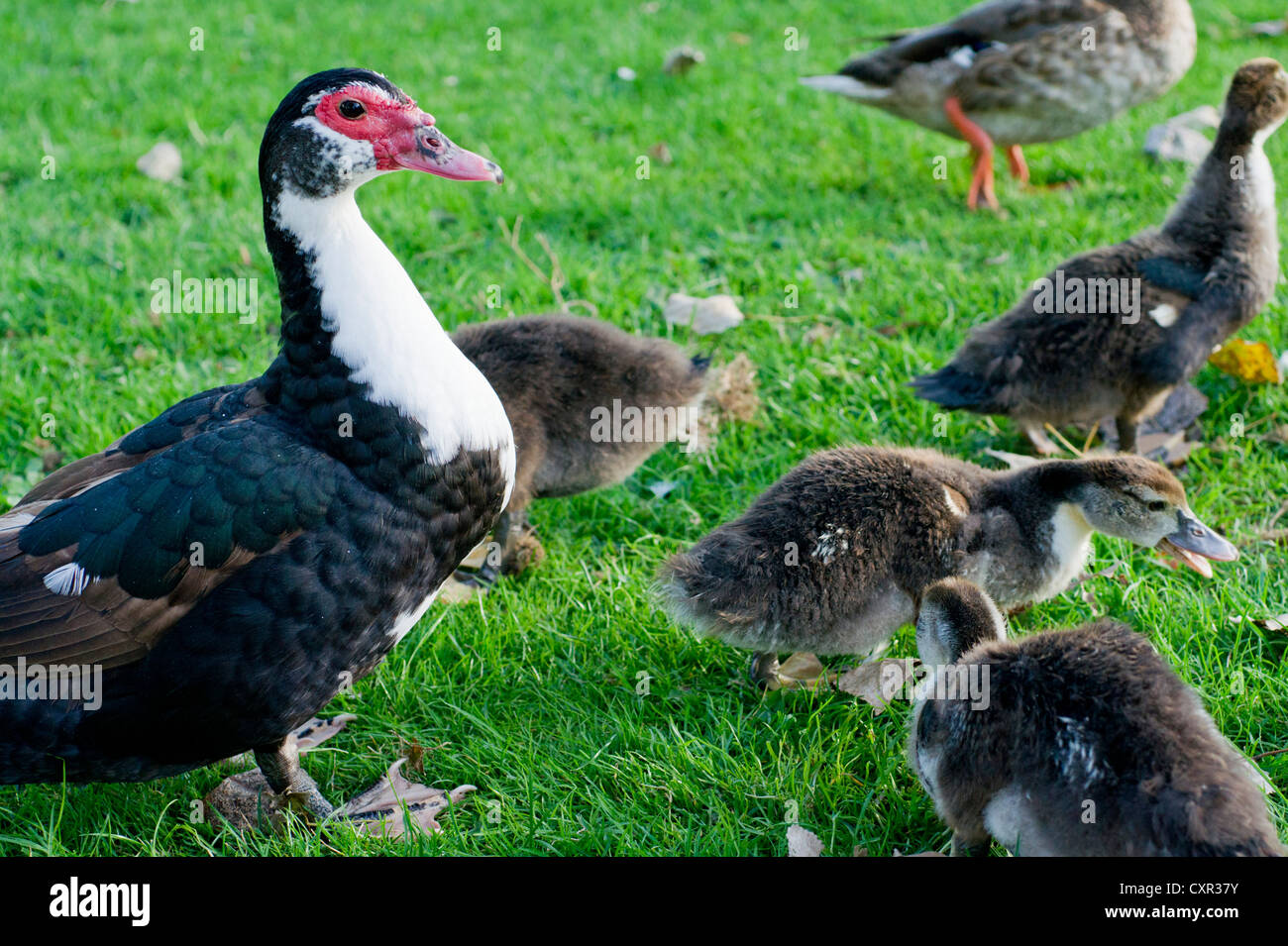 Mother duck watching over her ducklings Stock Photo - Alamy
