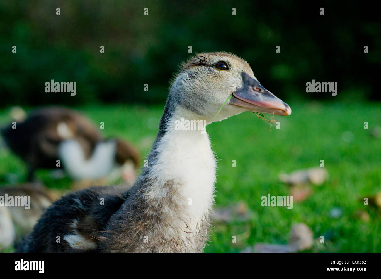 Duckling Close up Stock Photo - Alamy