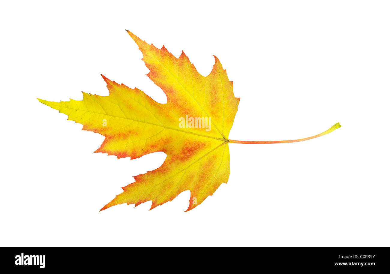 autumn maple leaf isolated on white background Stock Photo - Alamy
