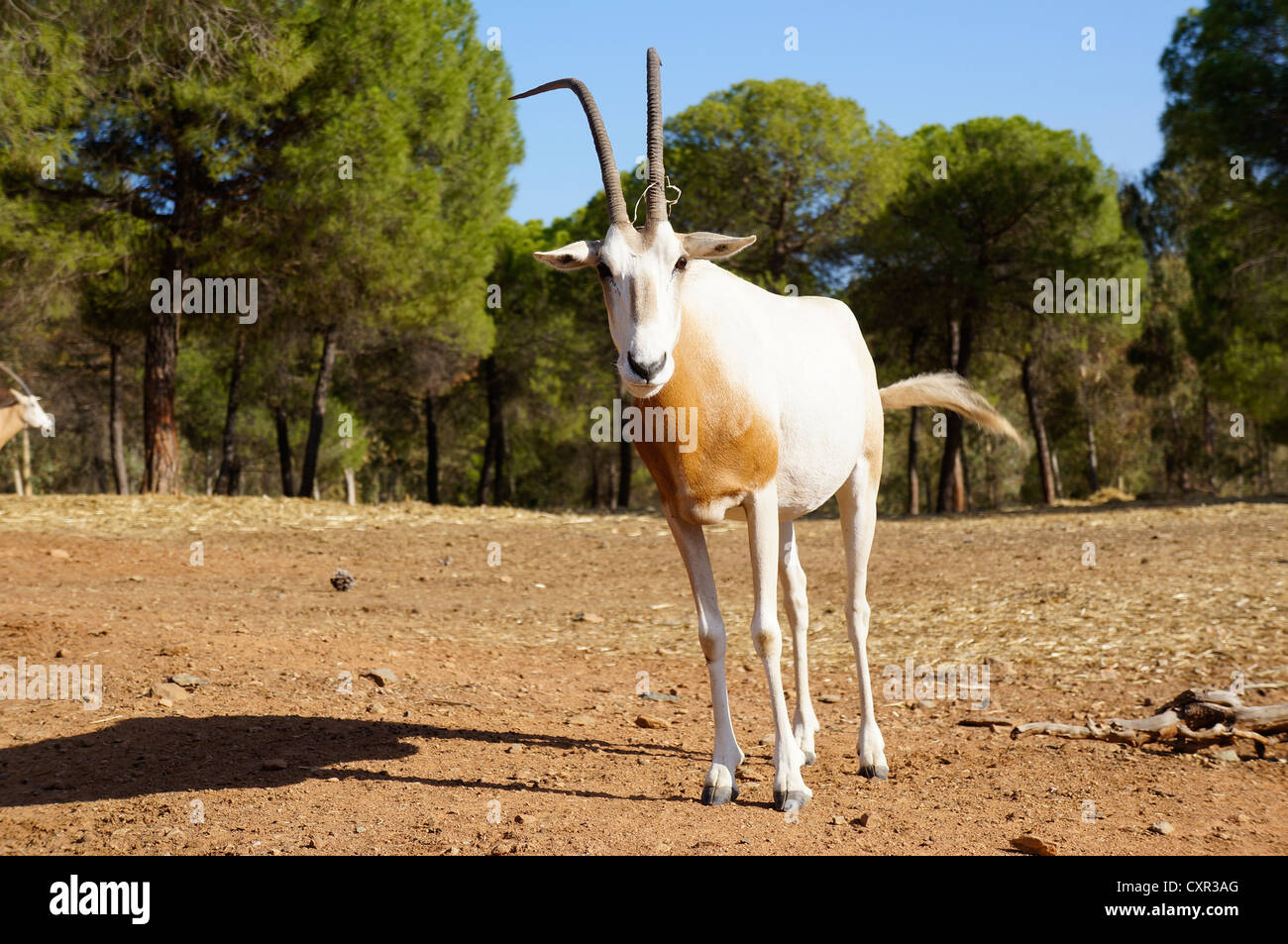 Oryx horn hi-res stock photography and images - Alamy
