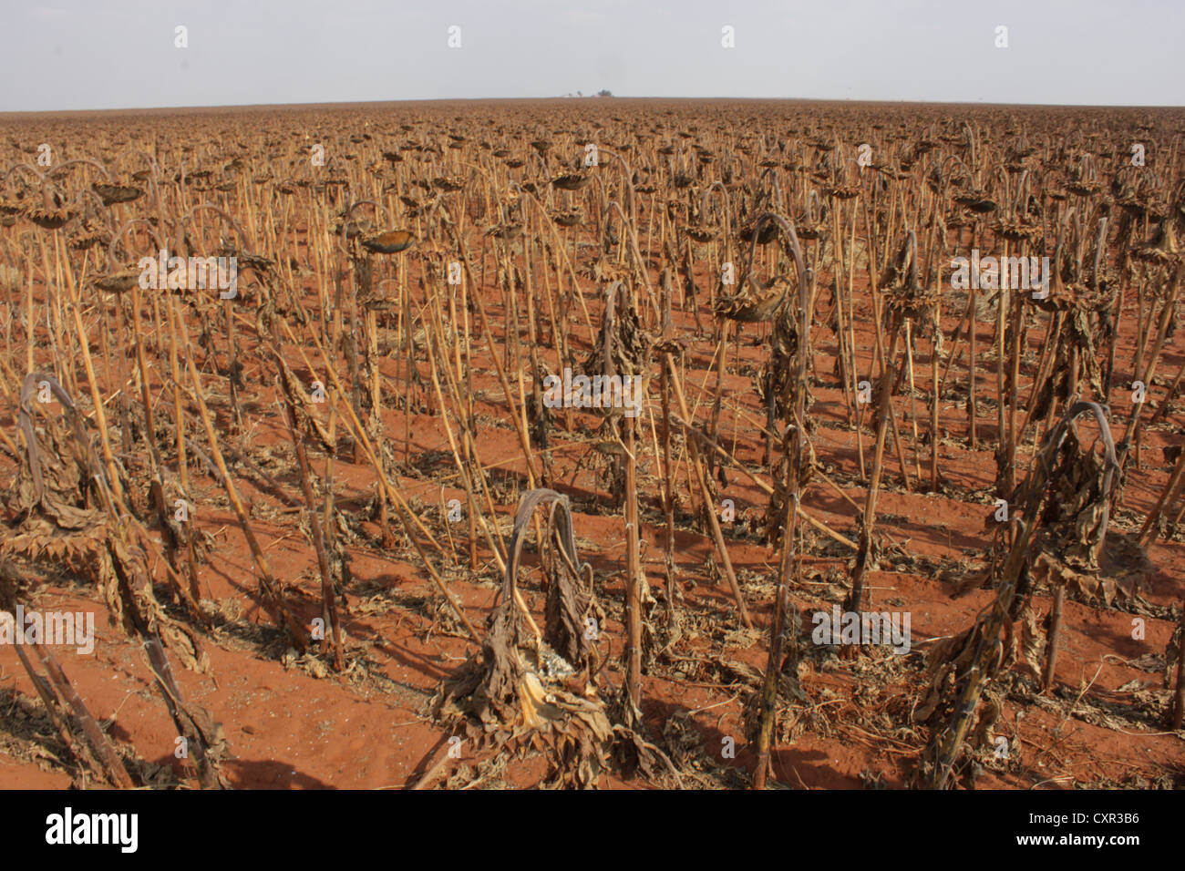 Sunflower farm in winter Africa red soil Stock Photo - Alamy