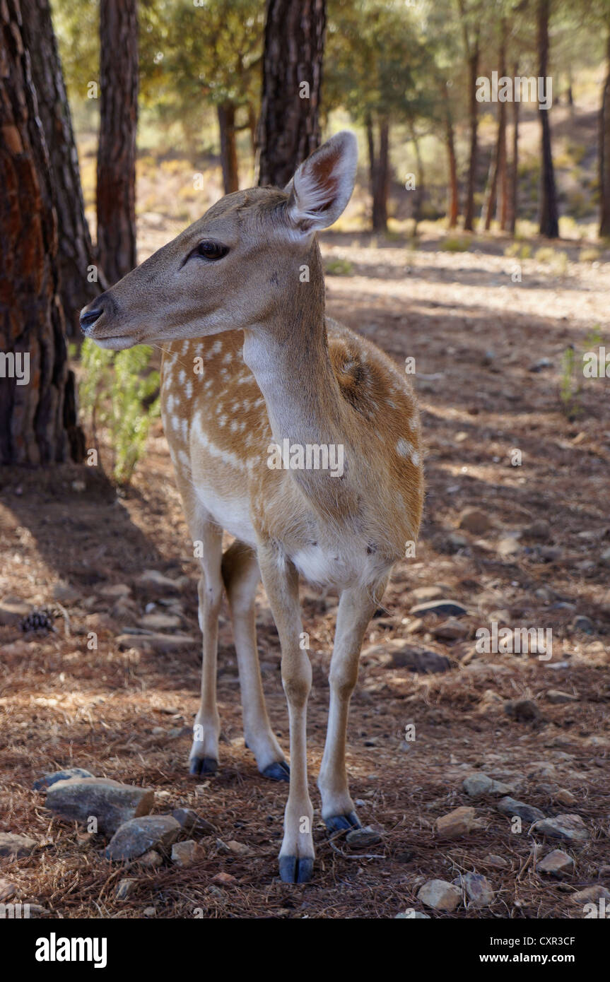 Three hunting horns hi-res stock photography and images - Alamy