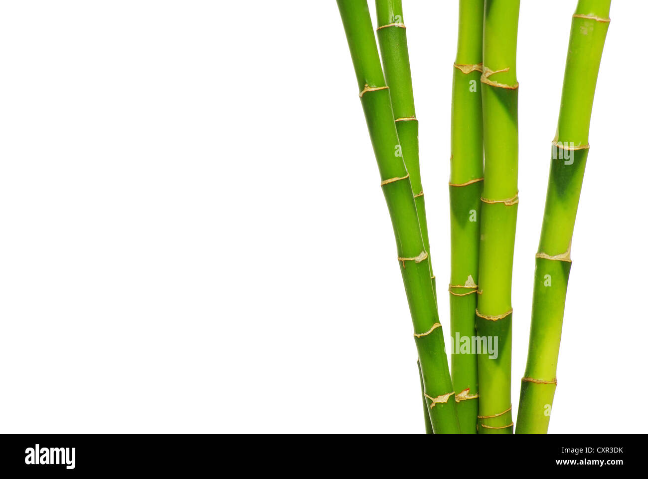 bamboo isolated on a white background Stock Photo - Alamy