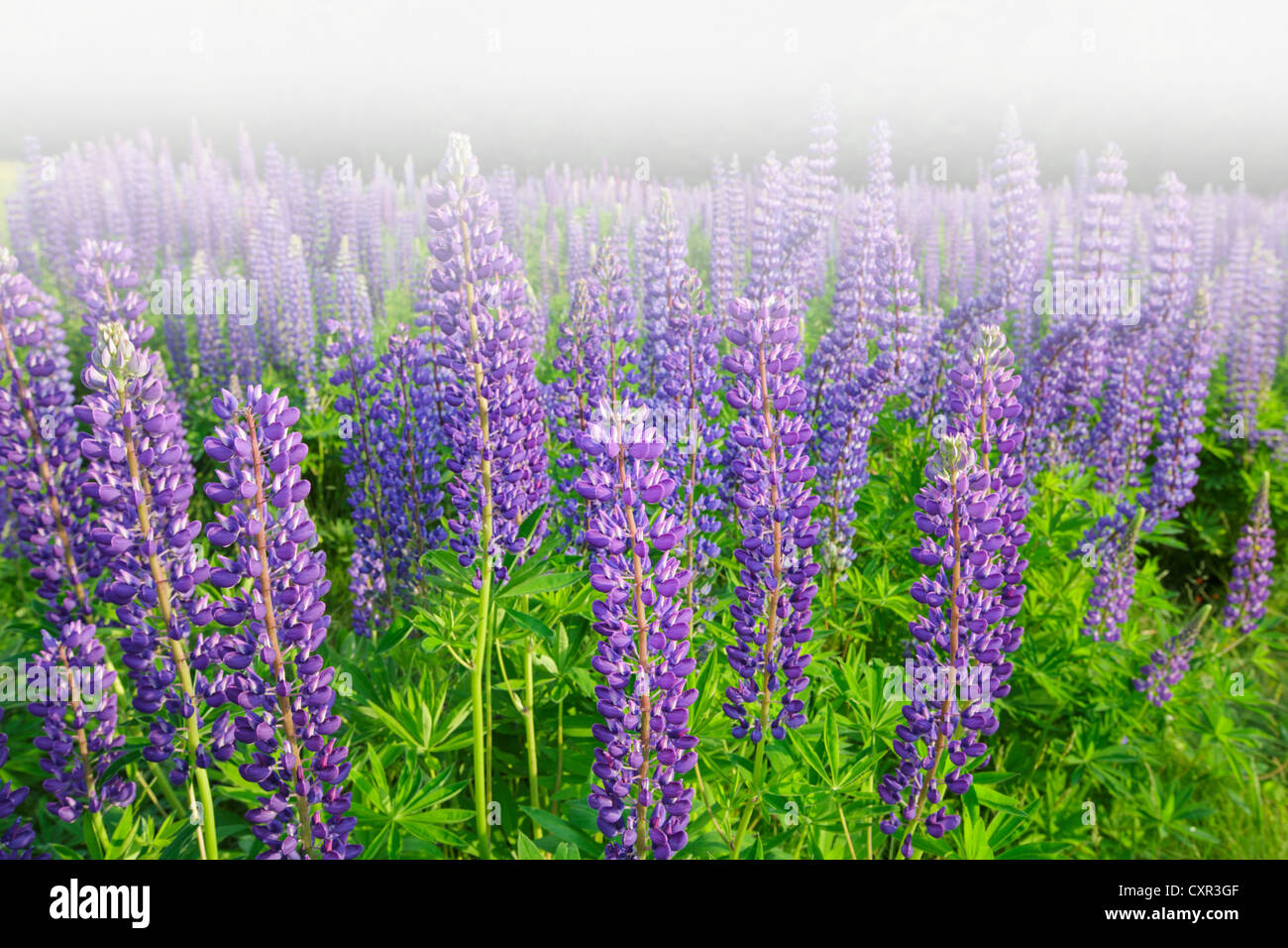 Sugar Hill Lupine Festival - Lupine in Sugar Hill, New Hampshire USA ...