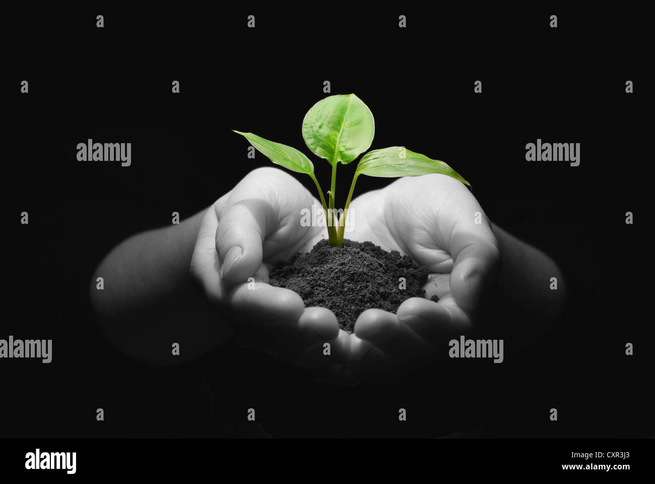 Hands holding sapling in soil Stock Photo - Alamy