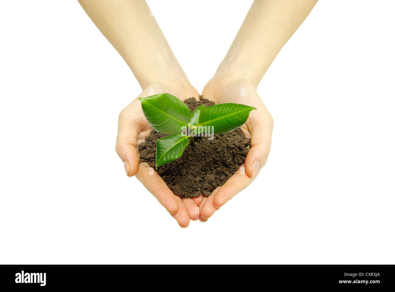 Hands holding sapling in soil on white Stock Photo - Alamy Hands holding sapling in soil on white Stock Photo - Alamy