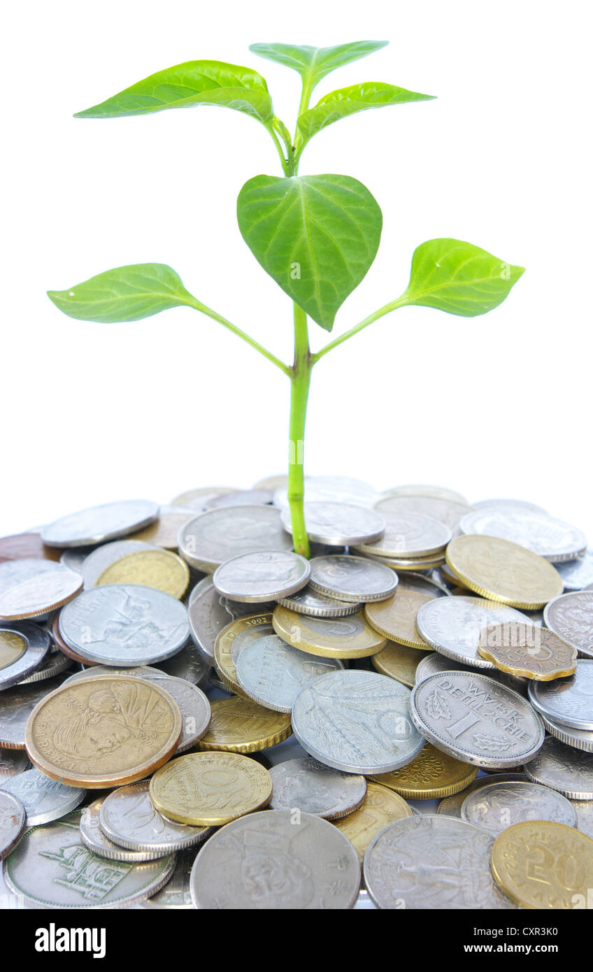 plant in coins isolated on white background Stock Photo - Alamy