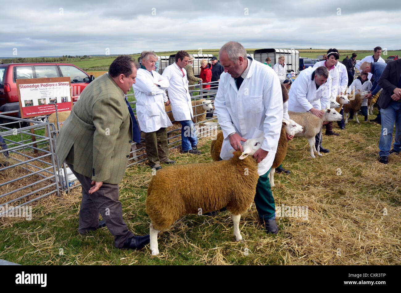 Sheep judging animal hi-res stock photography and images - Alamy