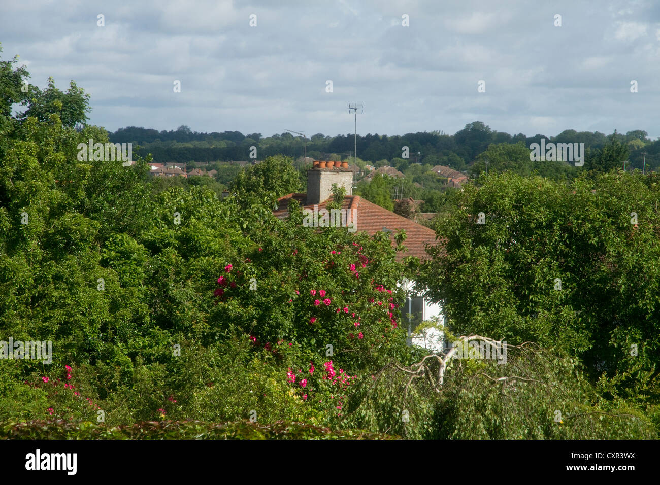 Leafy suburb of North London England Stock Photo - Alamy
