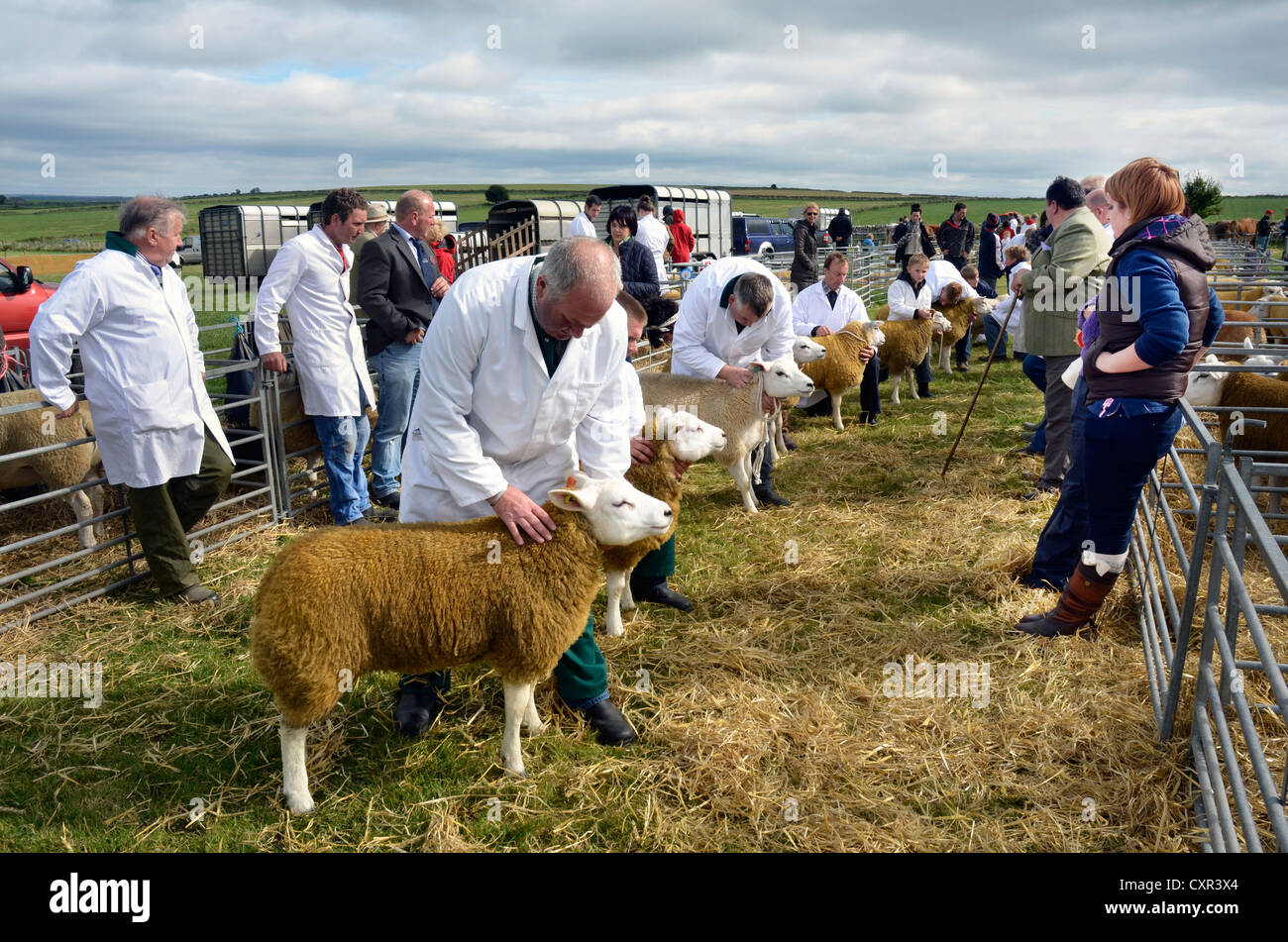 sheep show at hartington wakes country show hartington derbyshire ...