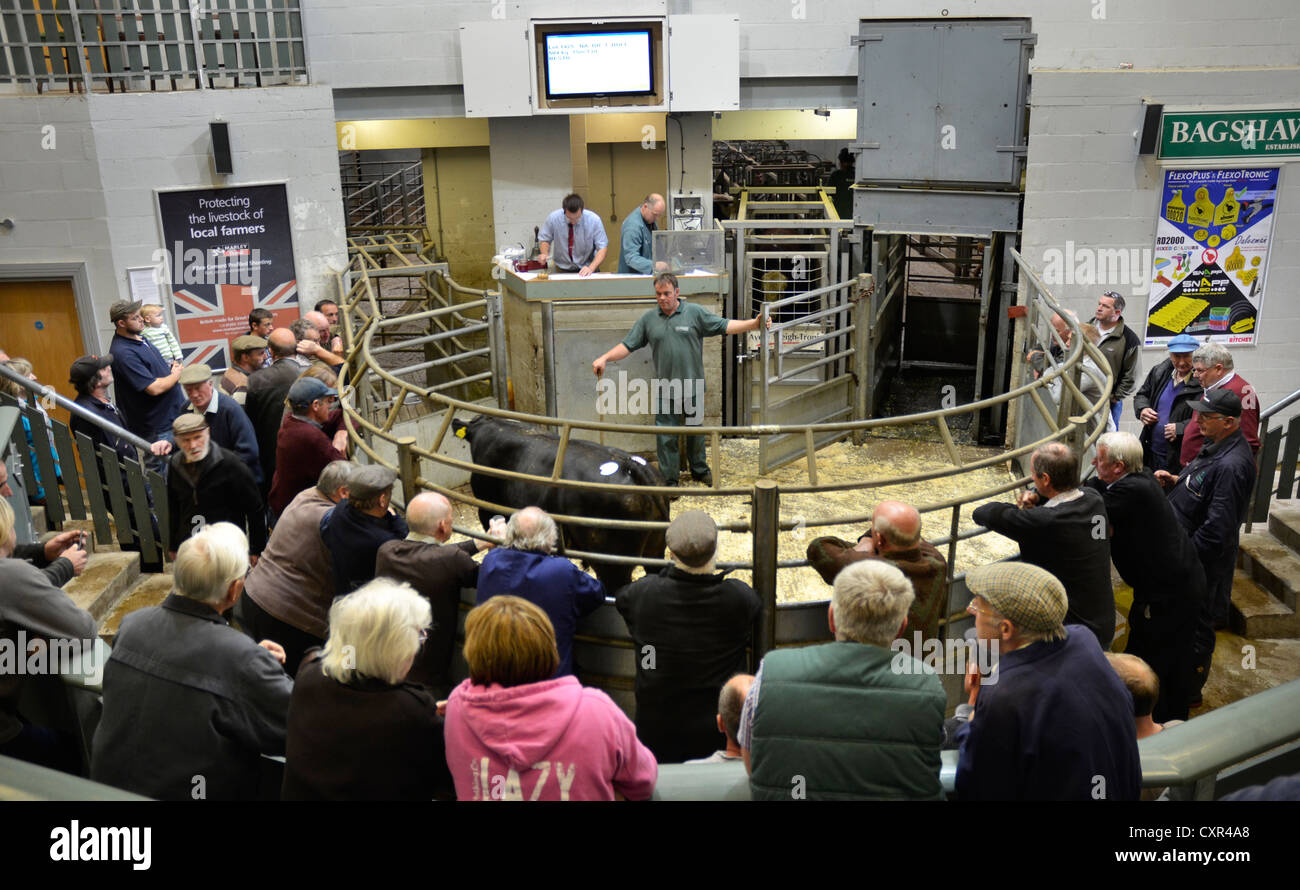 Livestock auction hi-res stock photography and images - Alamy