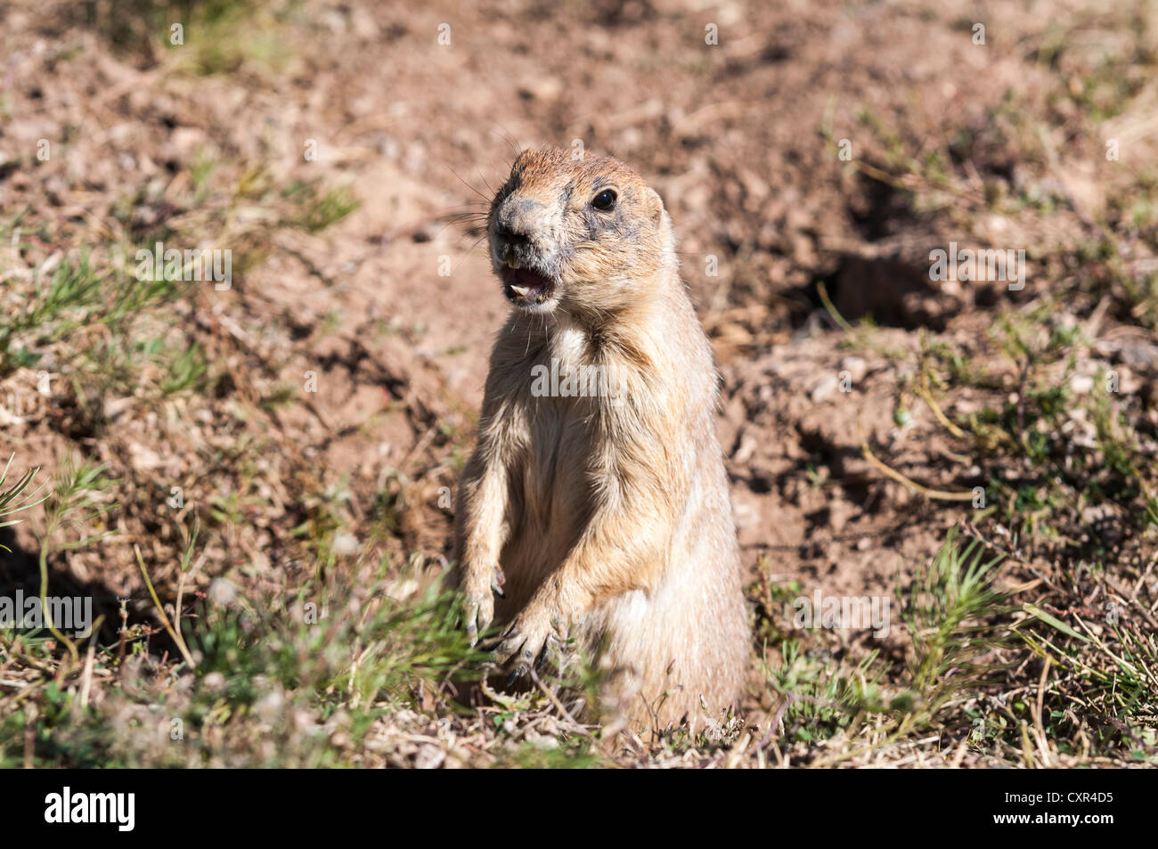 Prairie Dog (Cynomys) at Devils Tower, living in the wild, Wyoming, USA ...