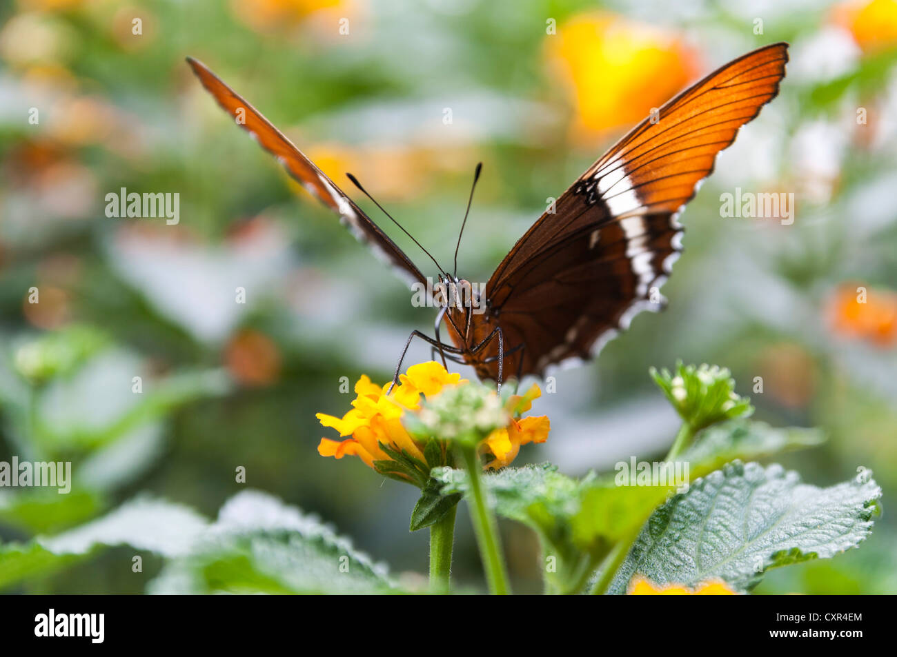 Rusty-tipped Page or Brown Siproeta butterfly (Siproeta epaphus ...