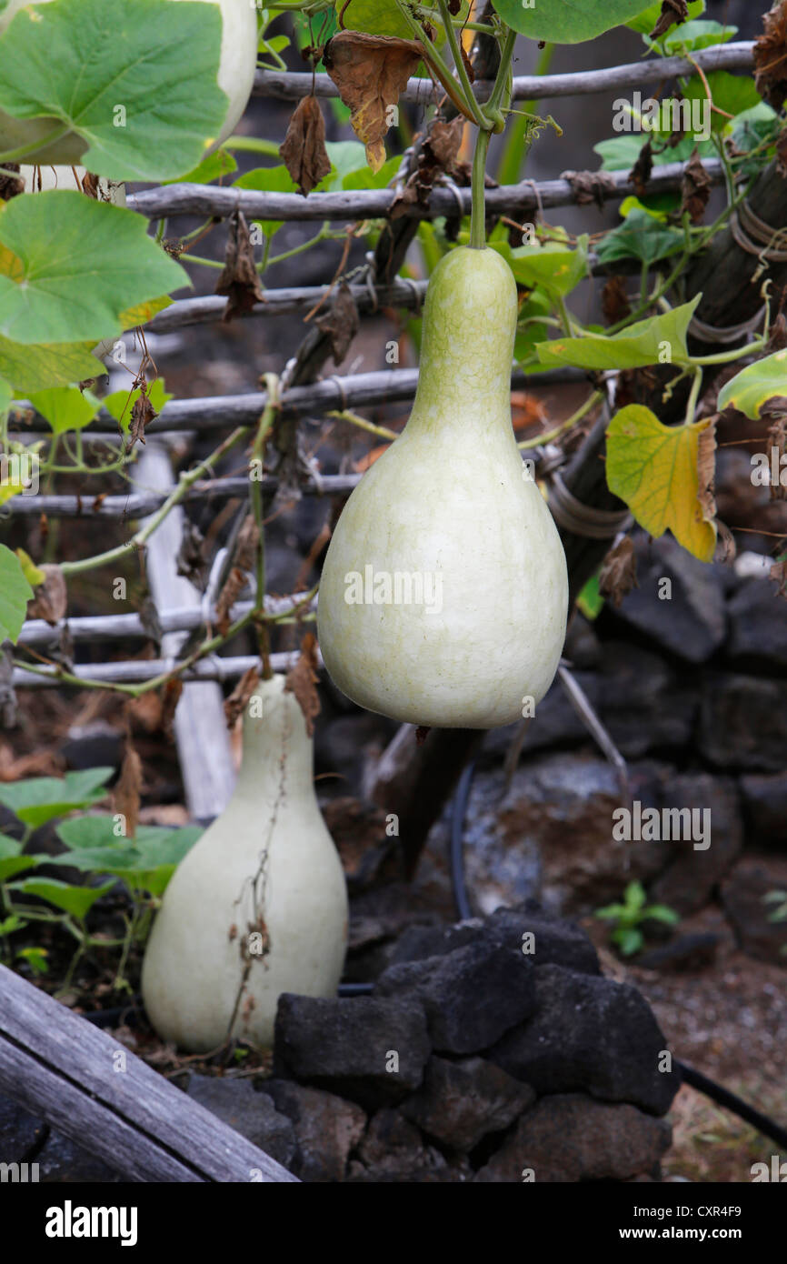 Bottle gourd (Lagenaria siceraria), grown for traditional use as a ...