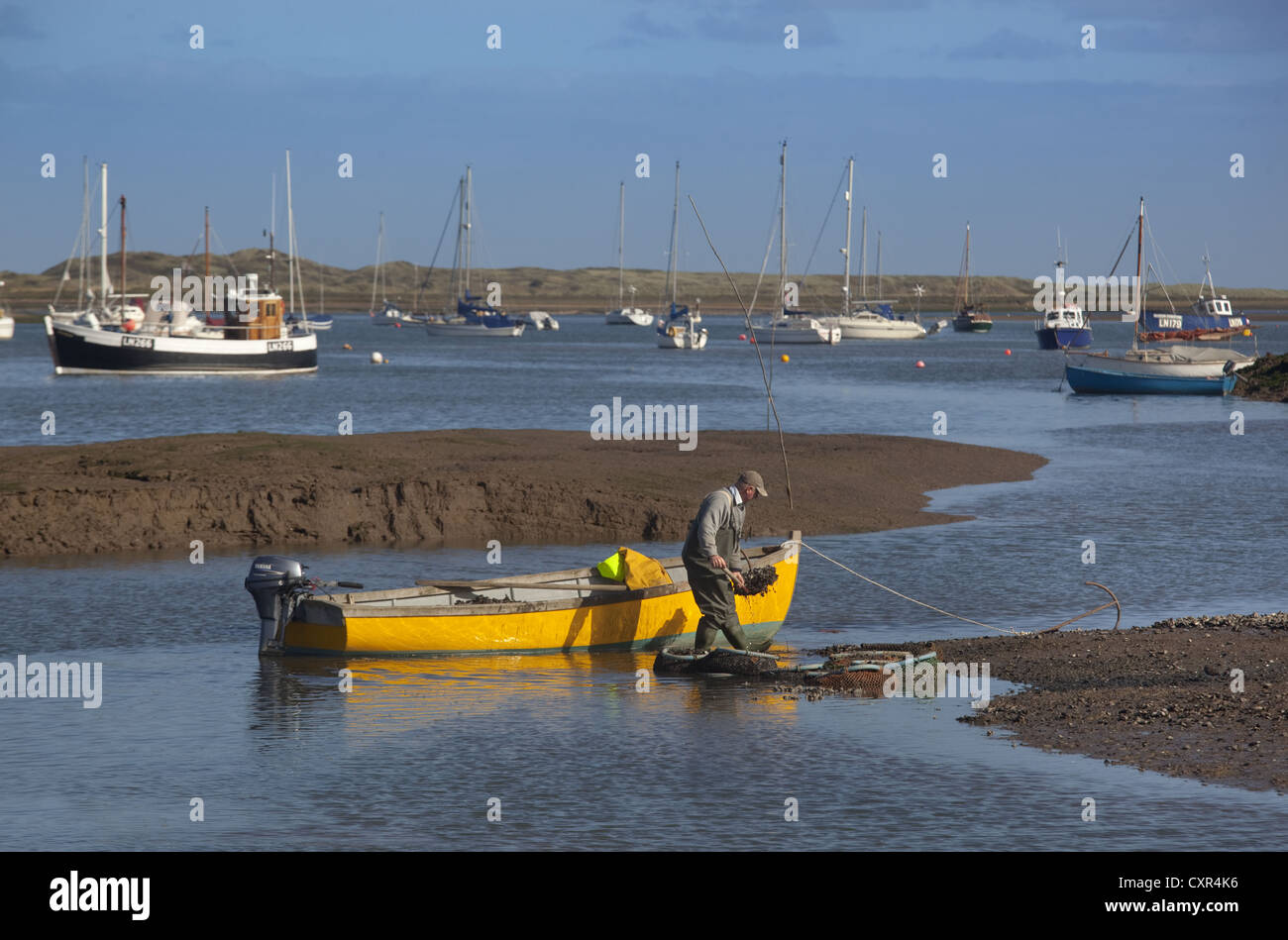 Harvesting Mussels at Brancaster Staithe Norfolk Stock Photo - Alamy