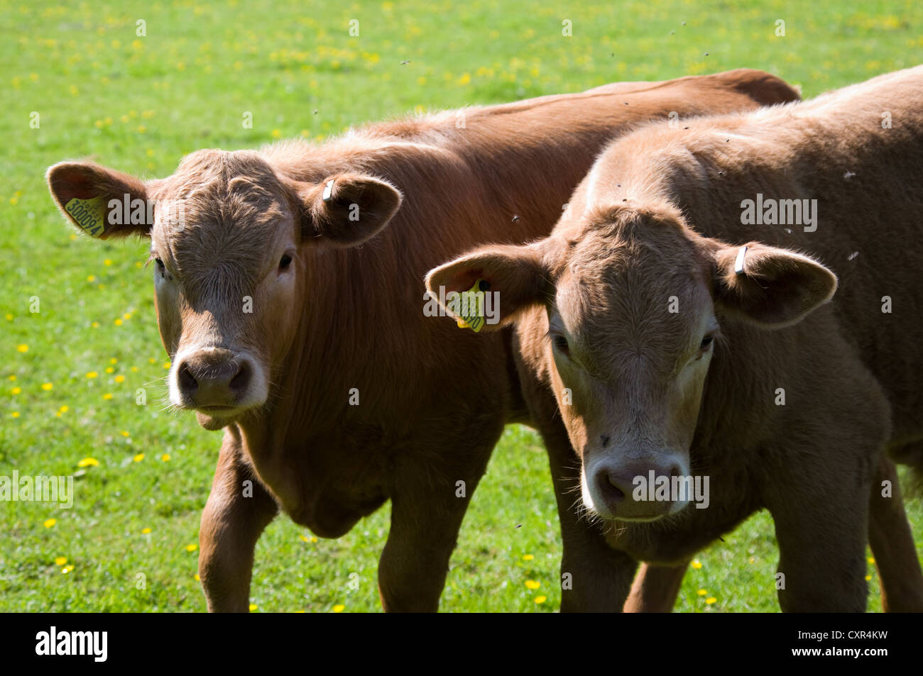 Devon cross calves Stock Photo - Alamy