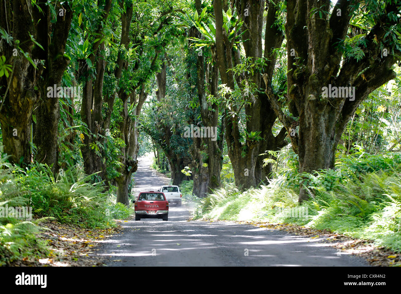 Mango grove hi-res stock photography and images - Alamy