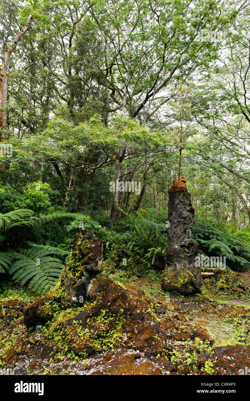 Lava Tree State Park, Pahoa-Pohoiki Road, Pahoa, Big Island, Hawaii ...