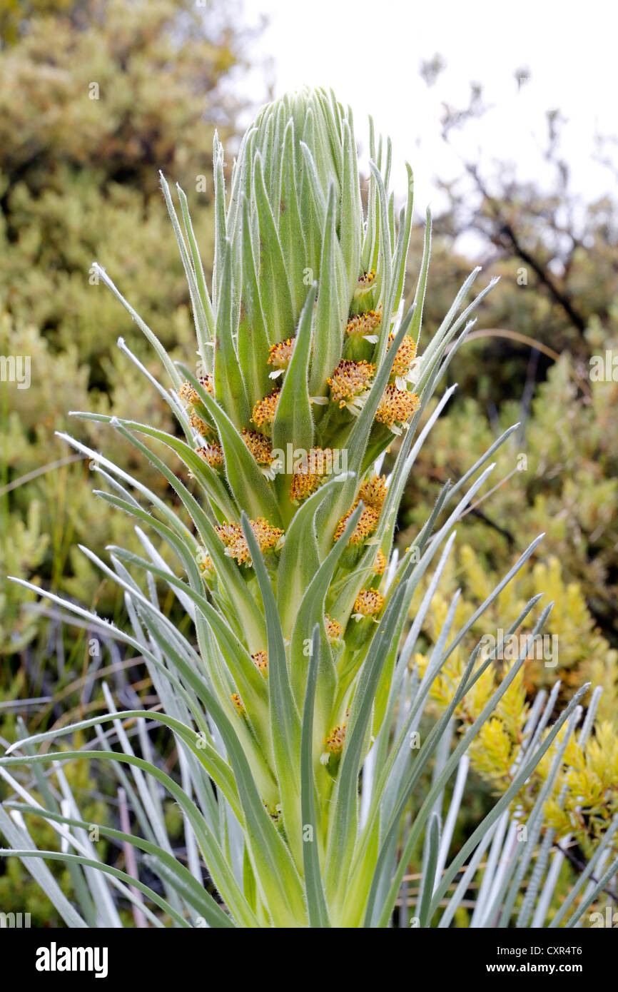 Mauna loa silversword hi-res stock photography and images - Alamy