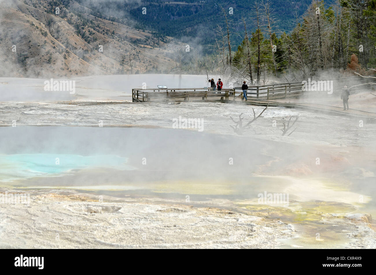Boardwalk, Trail Springs, Main Terrace, Mammoth Hot Springs ...