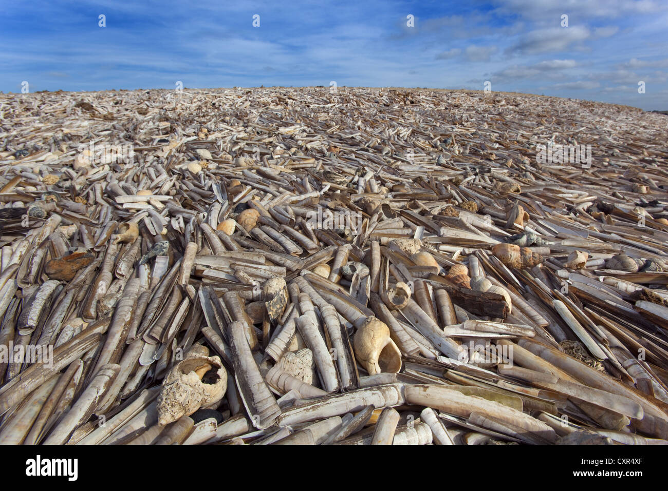 Razor Shell Ensis siliqua on Thornham Creek Titchwell Norfolk Stock ...